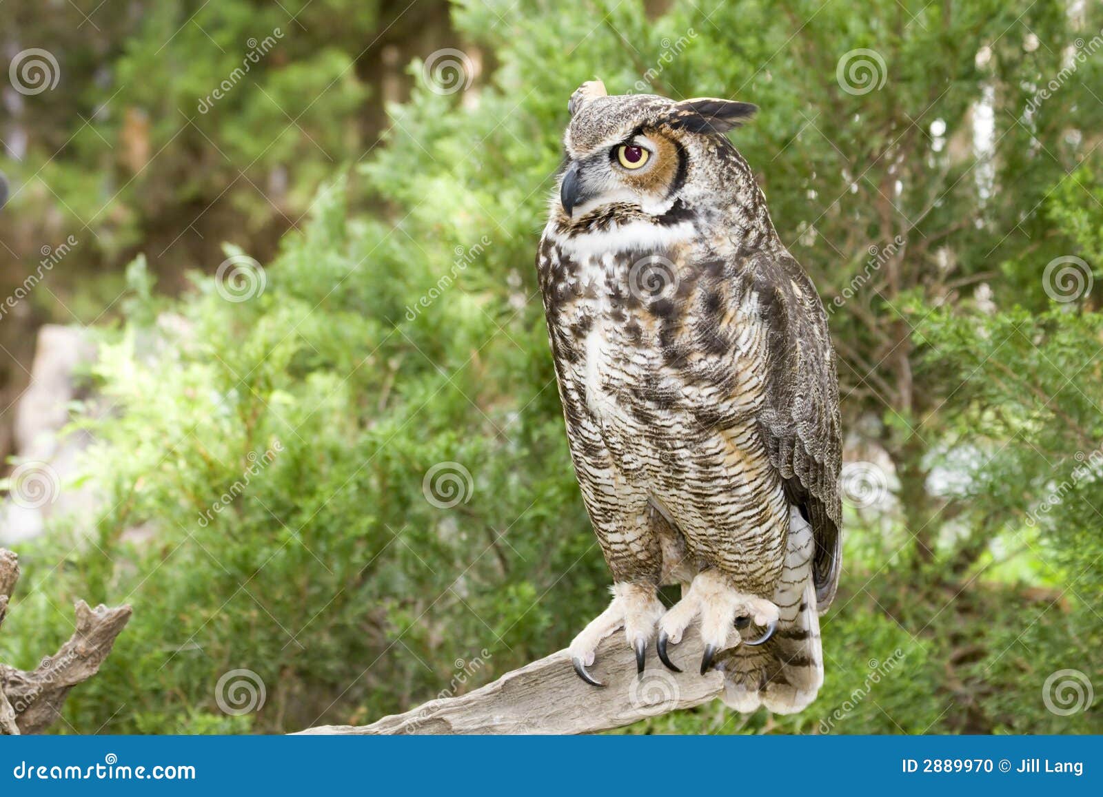 Great Horned Owl stock photo. Image of closeup, predator - 2889970