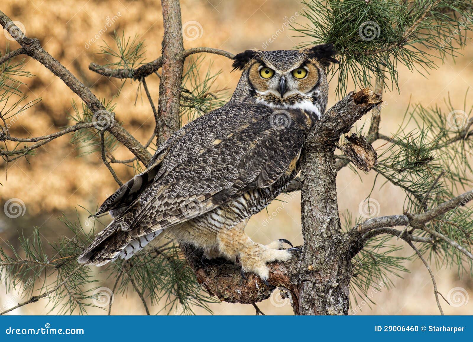 Great Horned Owl stock photo. Image of tree, great, horned - 29006460