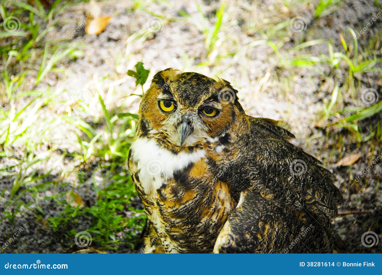 Great horned Owl stock photo. Image of feathers, horned - 38281614