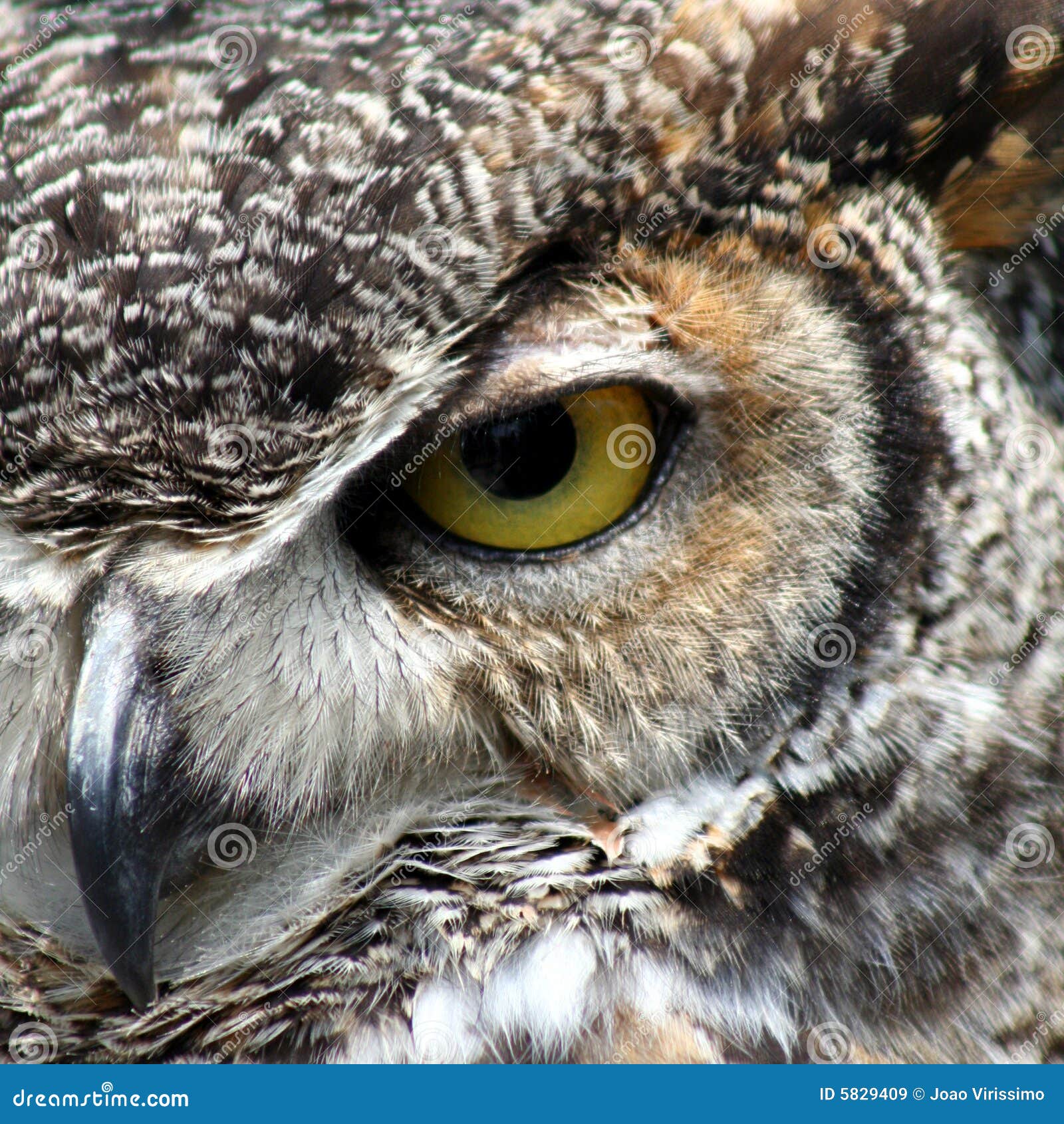 Great Horned Owl stock image. Image of brown, horned, white - 5829409