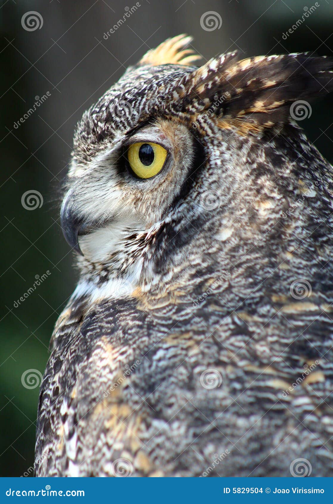 Great Horned Owl Face Side View