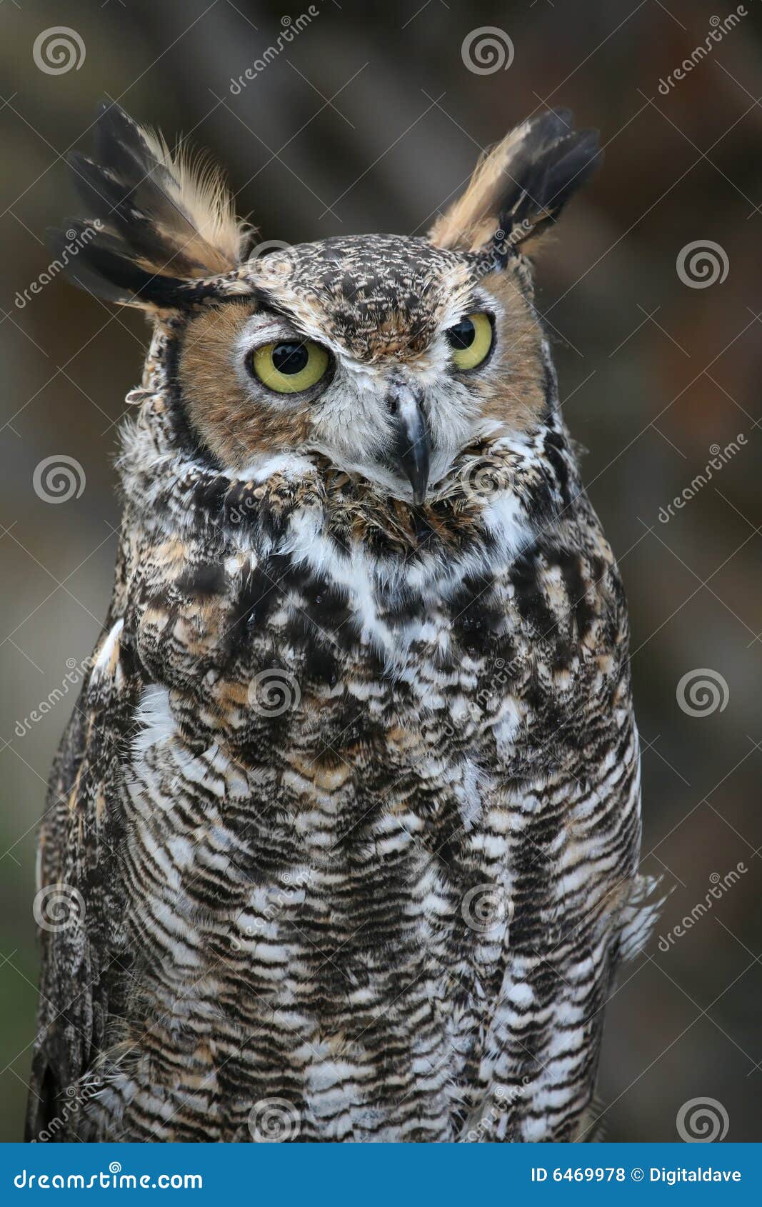 Great Horned Owl stock photo. Image of birds, nature, horned - 6469978