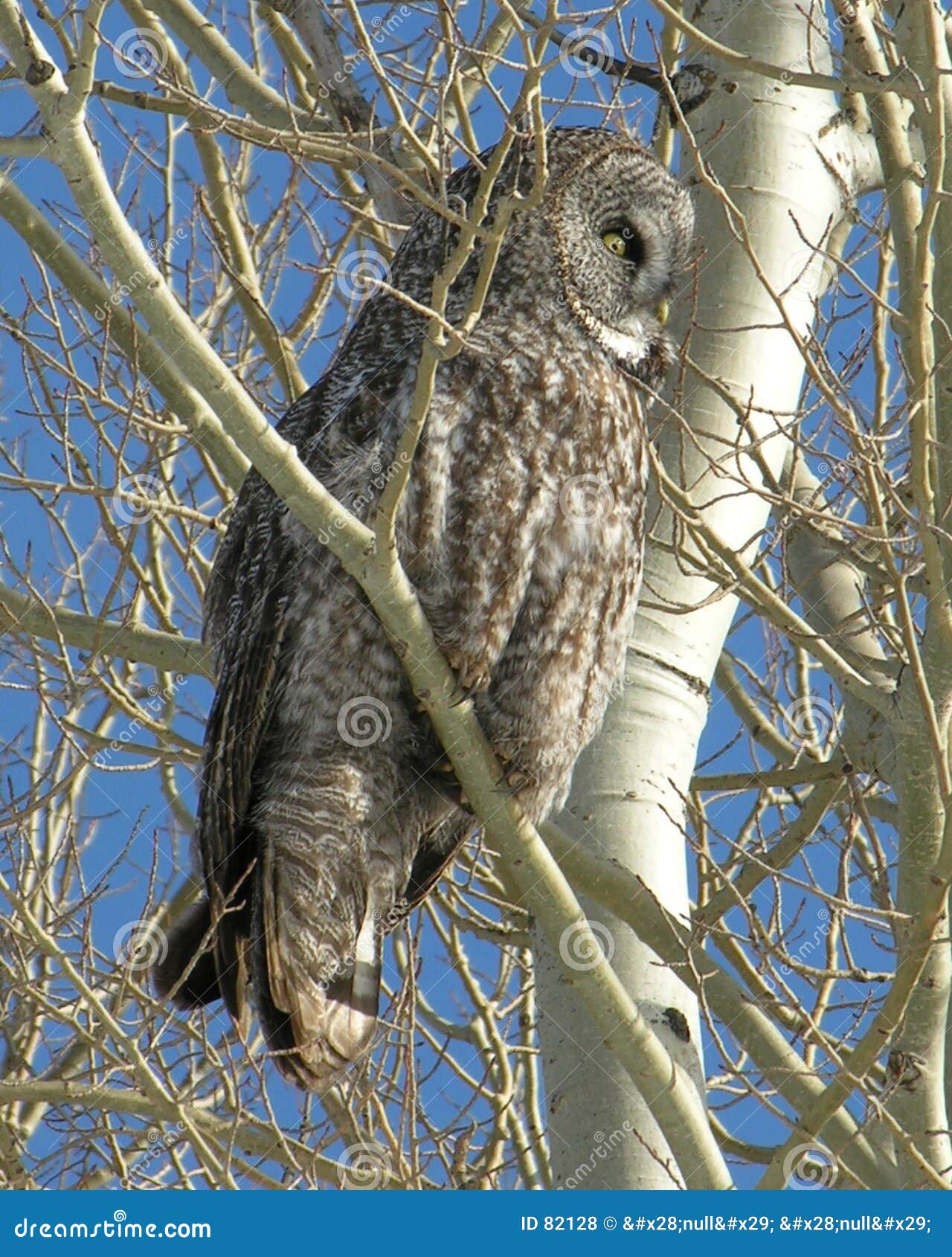 Great Horned Owl Side Profile Photos - Free & Royalty-Free Stock Photos ...