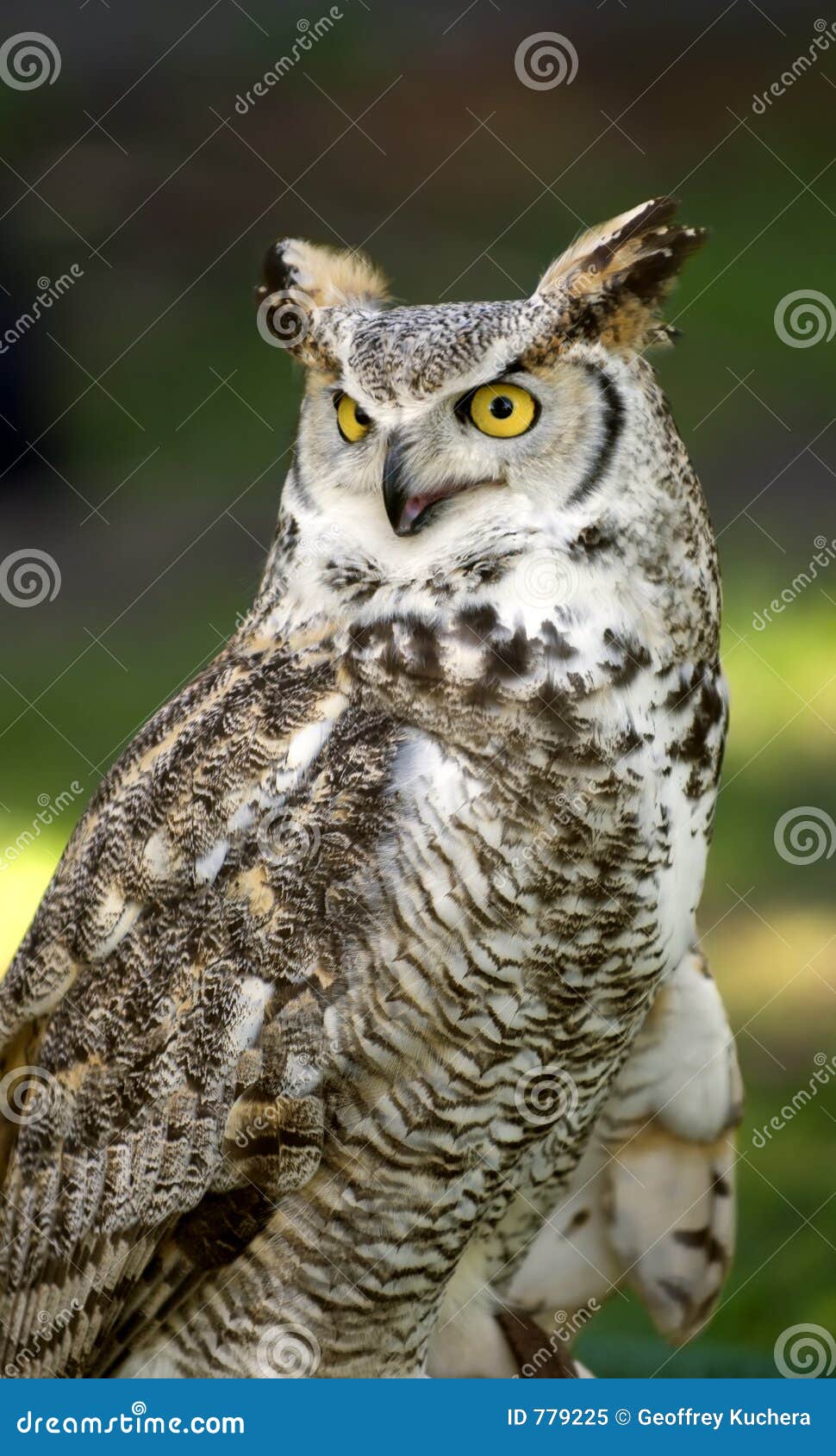 Great Horned Owl (Bubo Virginianus) Stock Image - Image of prey, beak ...
