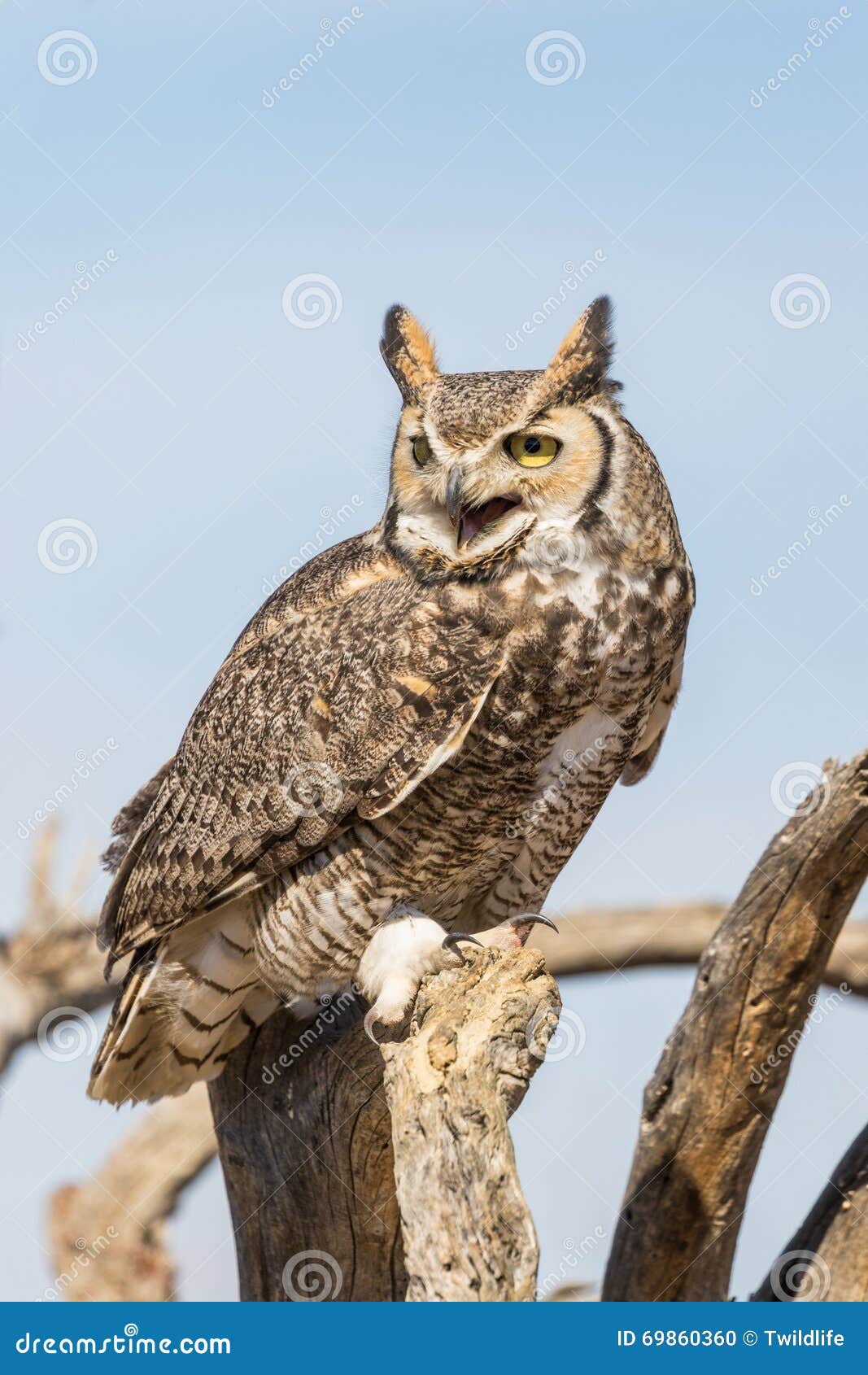 Great Horned Owl Calling Out Stock Photo - Image of avian, nature: 69860360