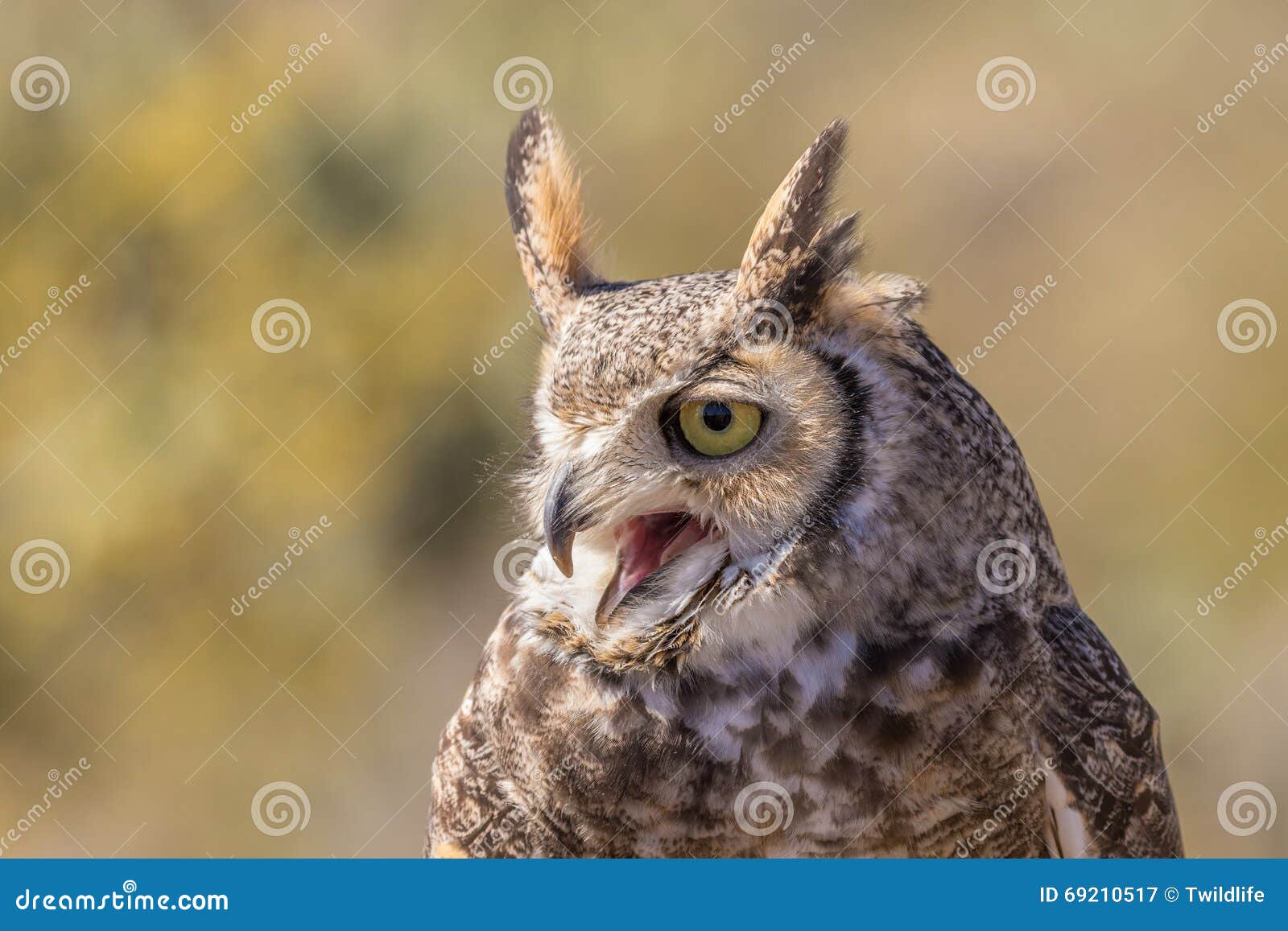 Great Horned Owl Calling stock image. Image of wildlife - 69210517