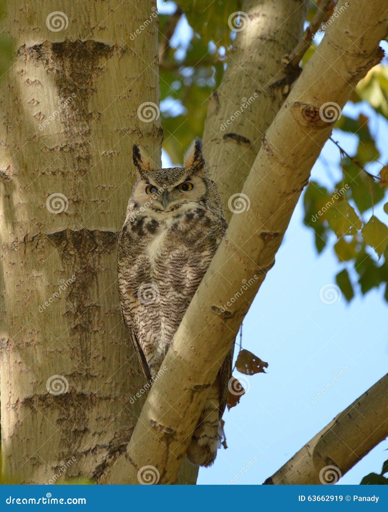 Great Horned Owl, Camouflaged by a Tree Trunk Stock Image - Image of ...