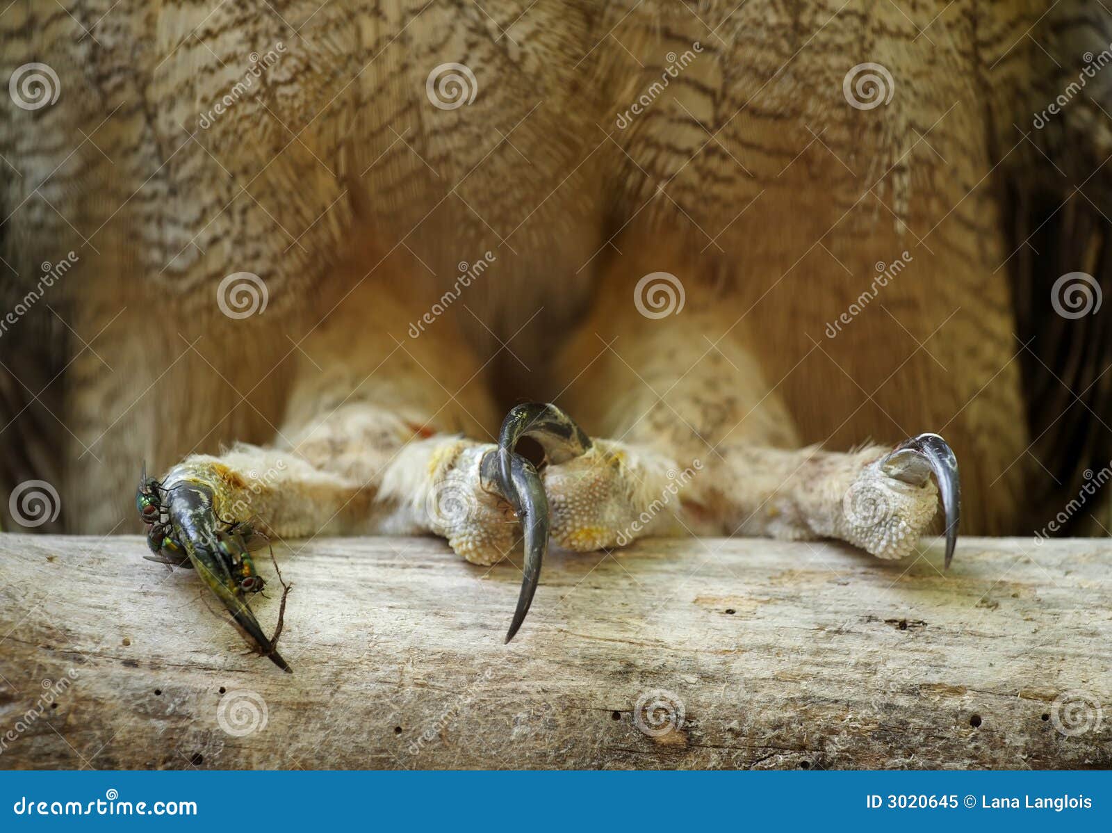 Great Horned Owl claws stock image. Image of claw, woods - 3020645