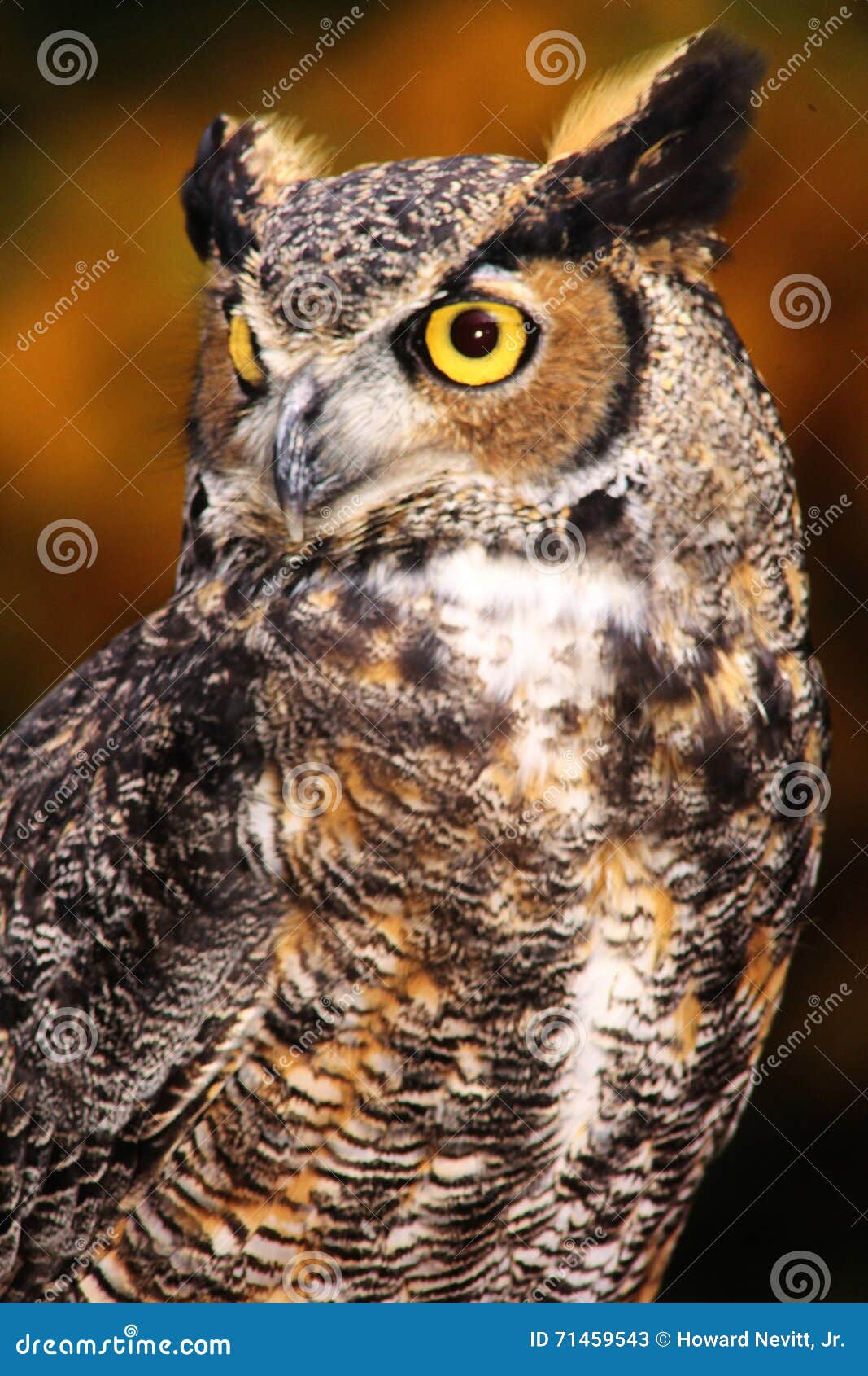 Great Horned Owl stock image. Image of wildlife, animal - 71459543