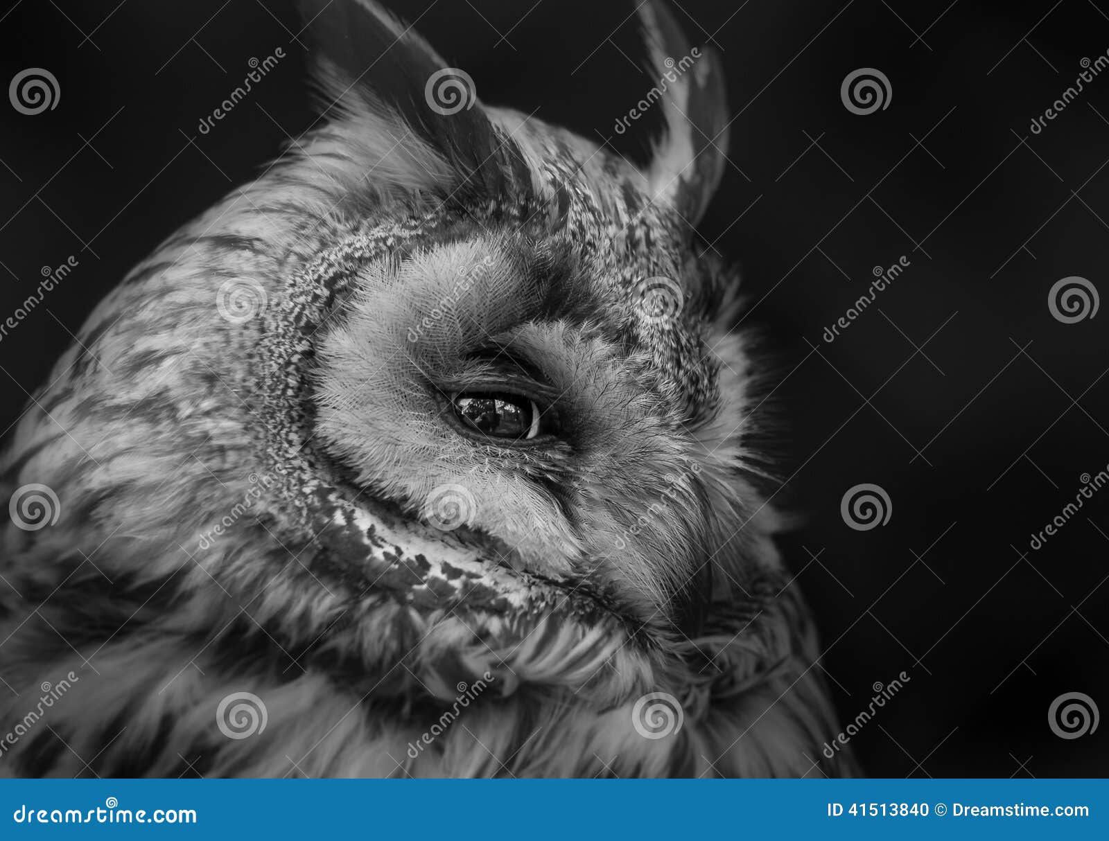 Sleepy owl stock photo. Image of portrait, white, horned - 41513840