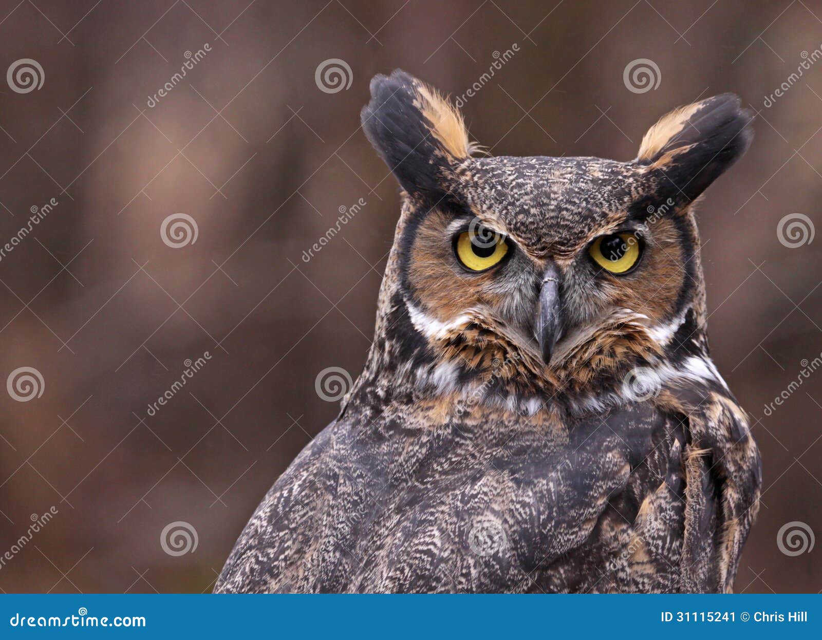 Great Horned Owl Ears stock image. Image of virginianus - 31115241
