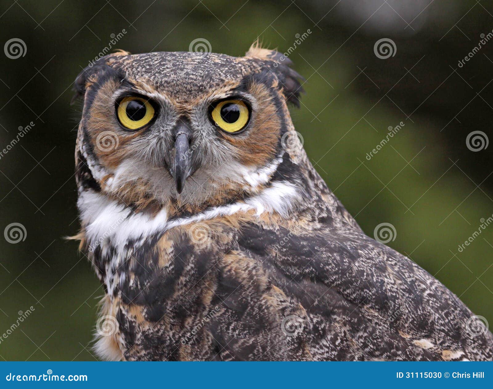 Great Horned Owl Ears Back stock photo. Image of look - 31115030
