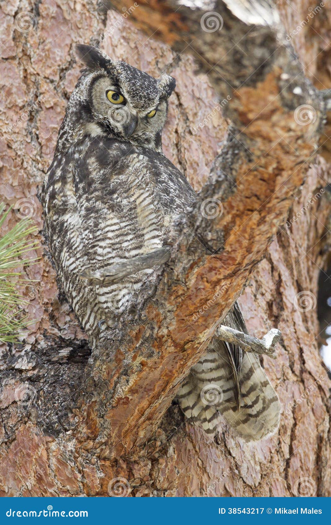 Great Horned Owl in Fir Tree Stock Image - Image of environment, hoot ...