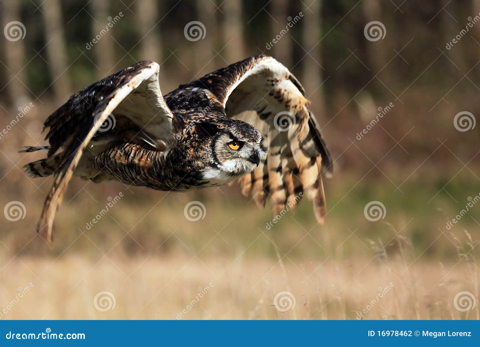Great Horned Owl in Flight stock photo. Image of flight - 16978462