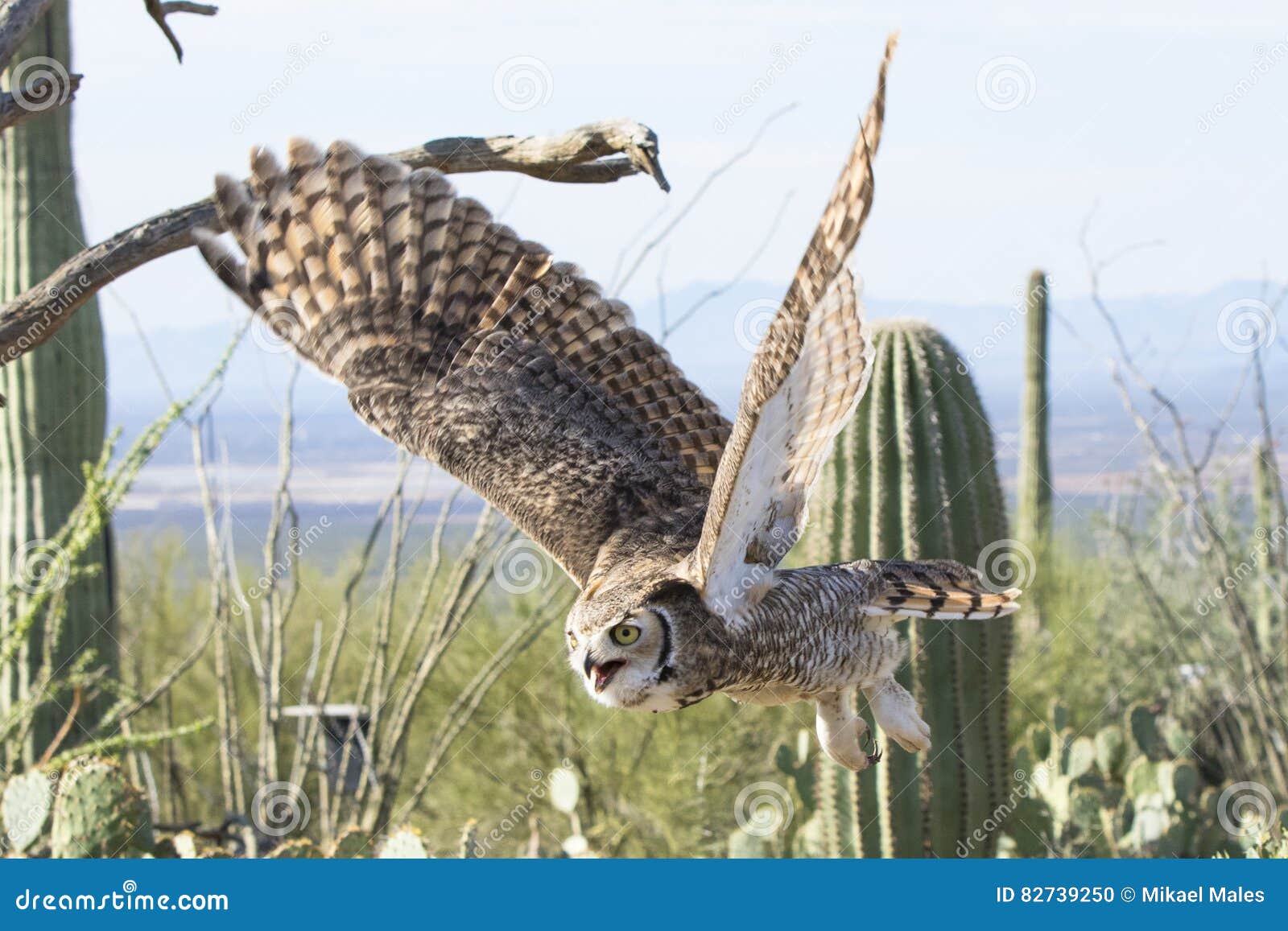 Great horned owl in flight stock photo. Image of perched - 82739250