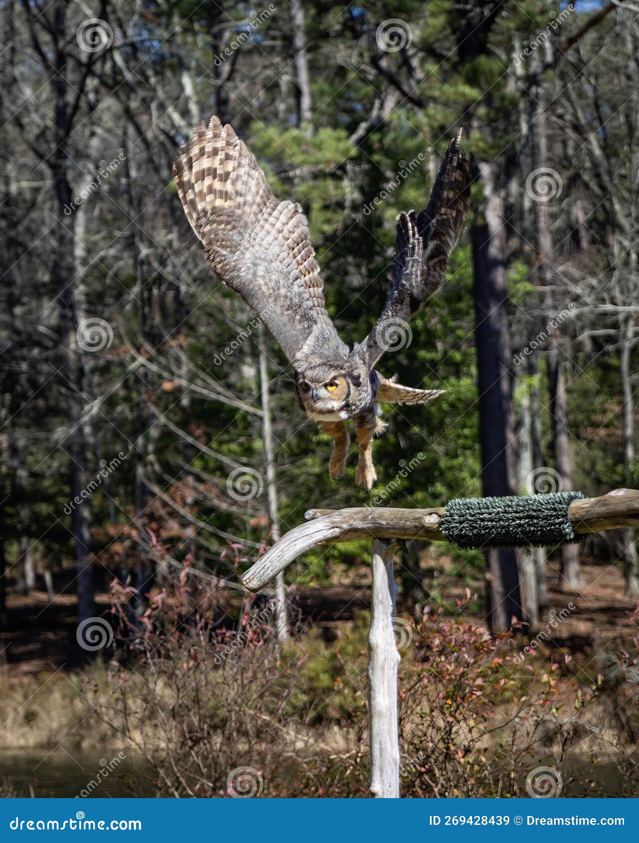 Great Horned Owl in a Flight. Stock Image - Image of feathers, creature ...