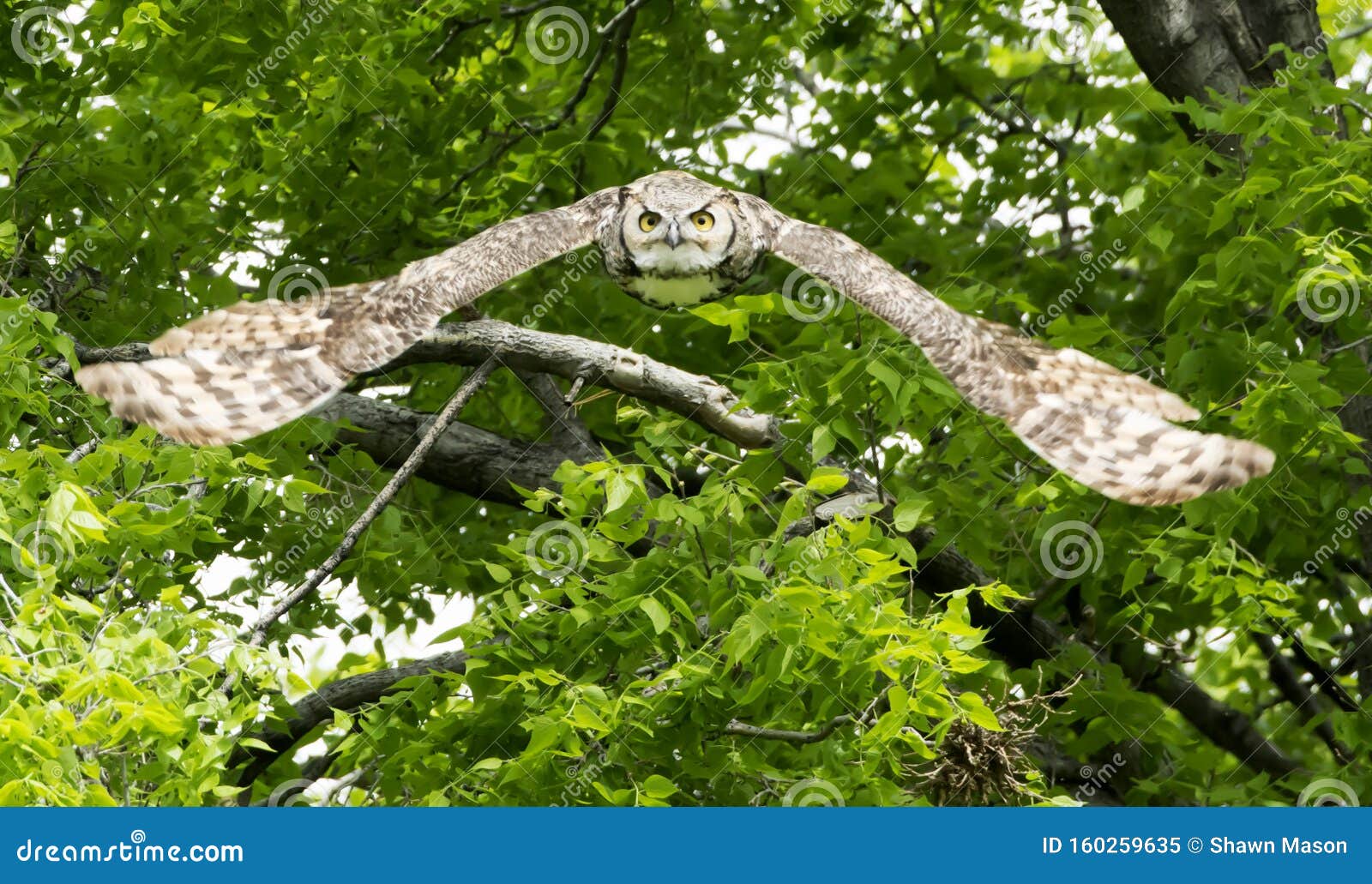 Great Horned Owl in flight stock image. Image of horned - 160259635