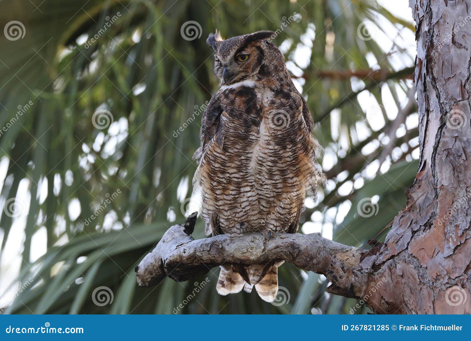 Great Horned Owl Florida USA Stock Image - Image of plumage, family ...