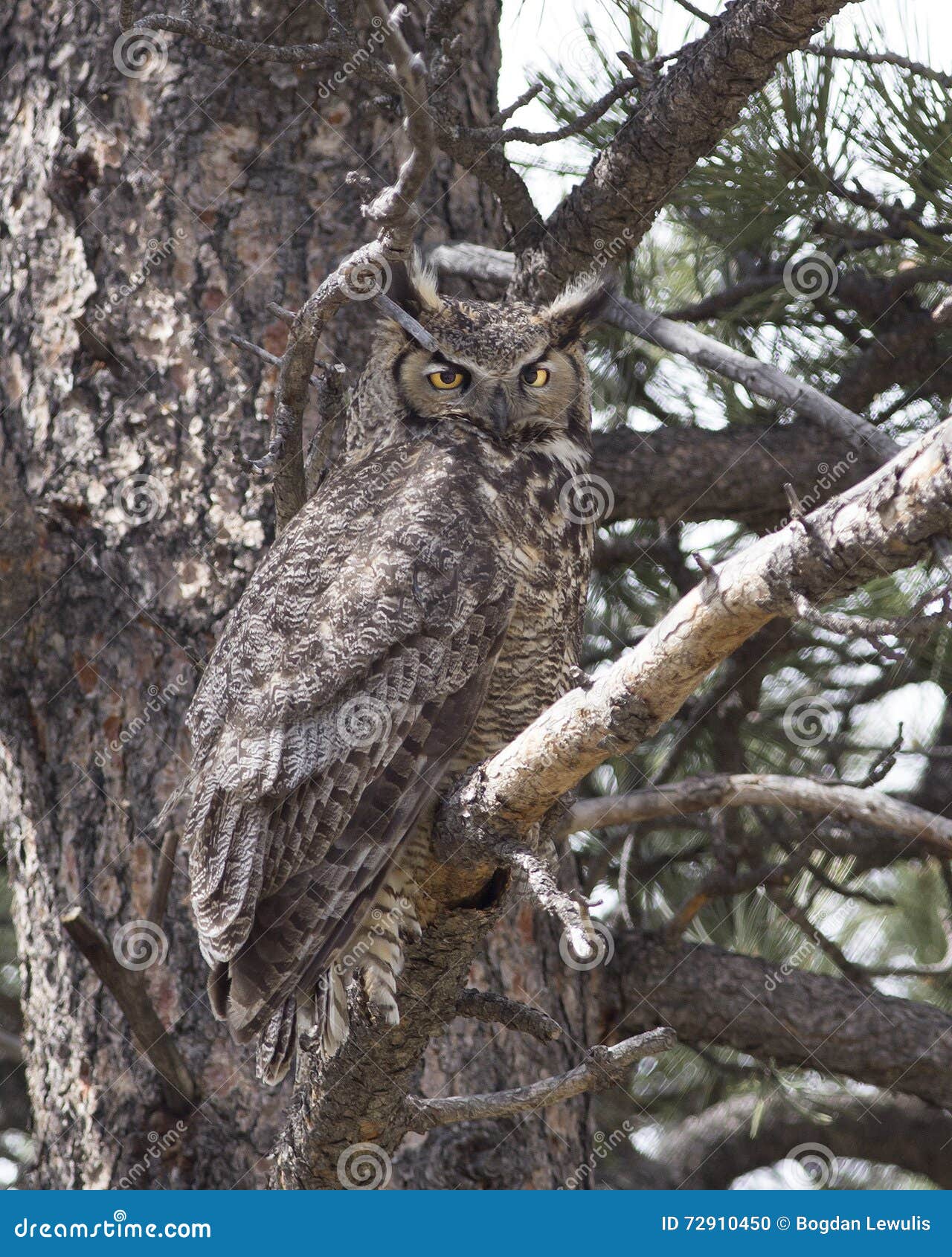Great Horned Owl stock photo. Image of length, great - 72910450