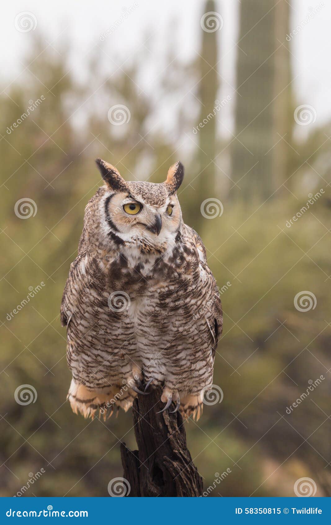 Great Horned Owl Head on stock image. Image of arizona - 58350815