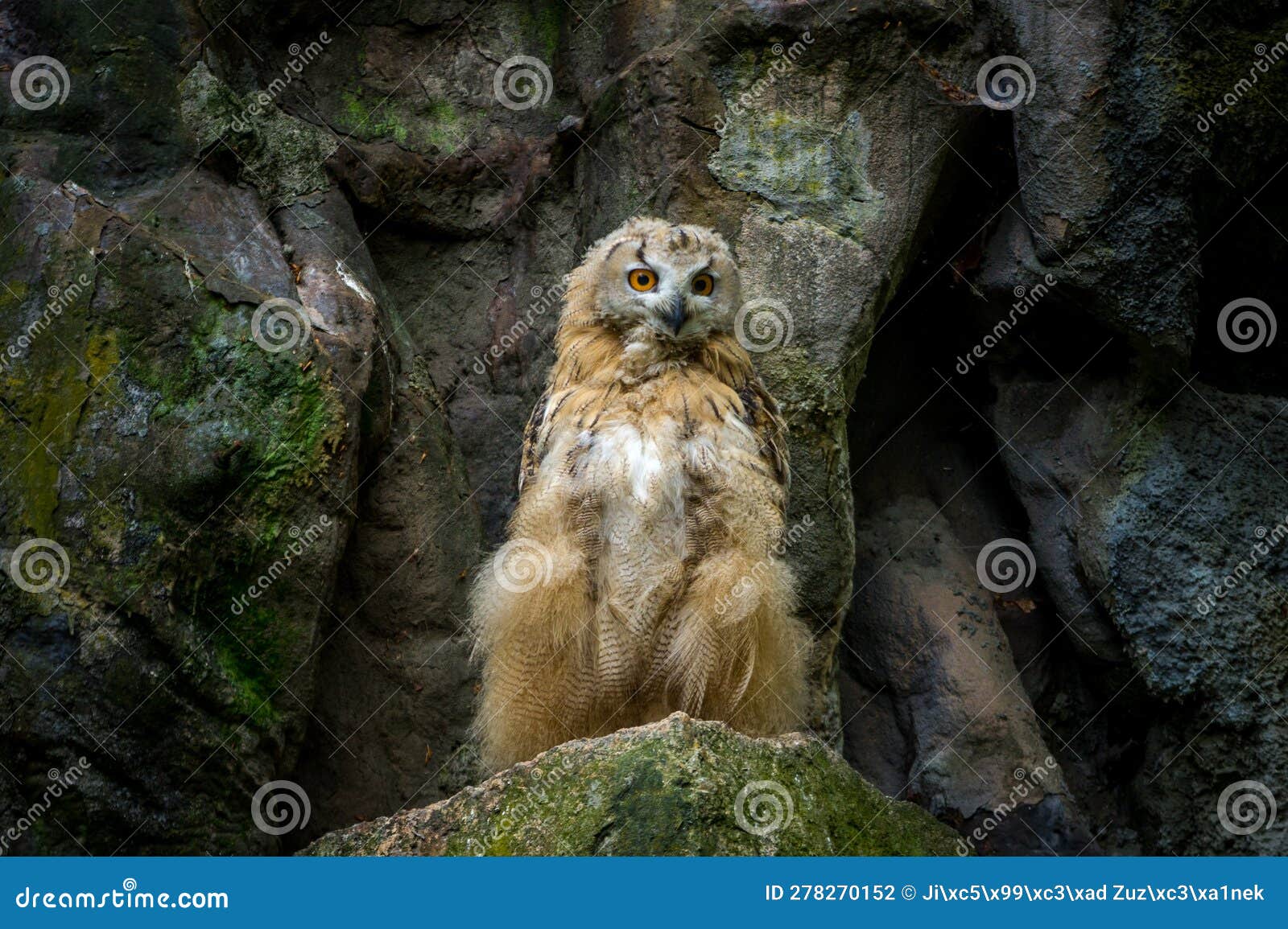 Great horned owl hubo bubo stock photo. Image of animal - 278270152