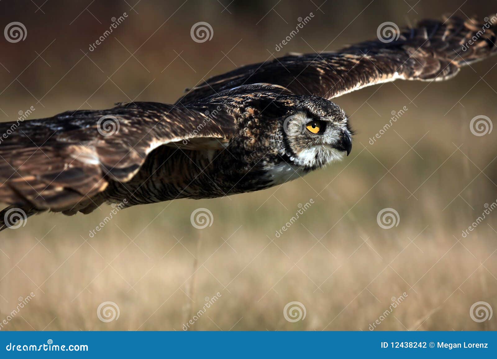 Great Horned Owl Hunting stock photo. Image of great - 12438242