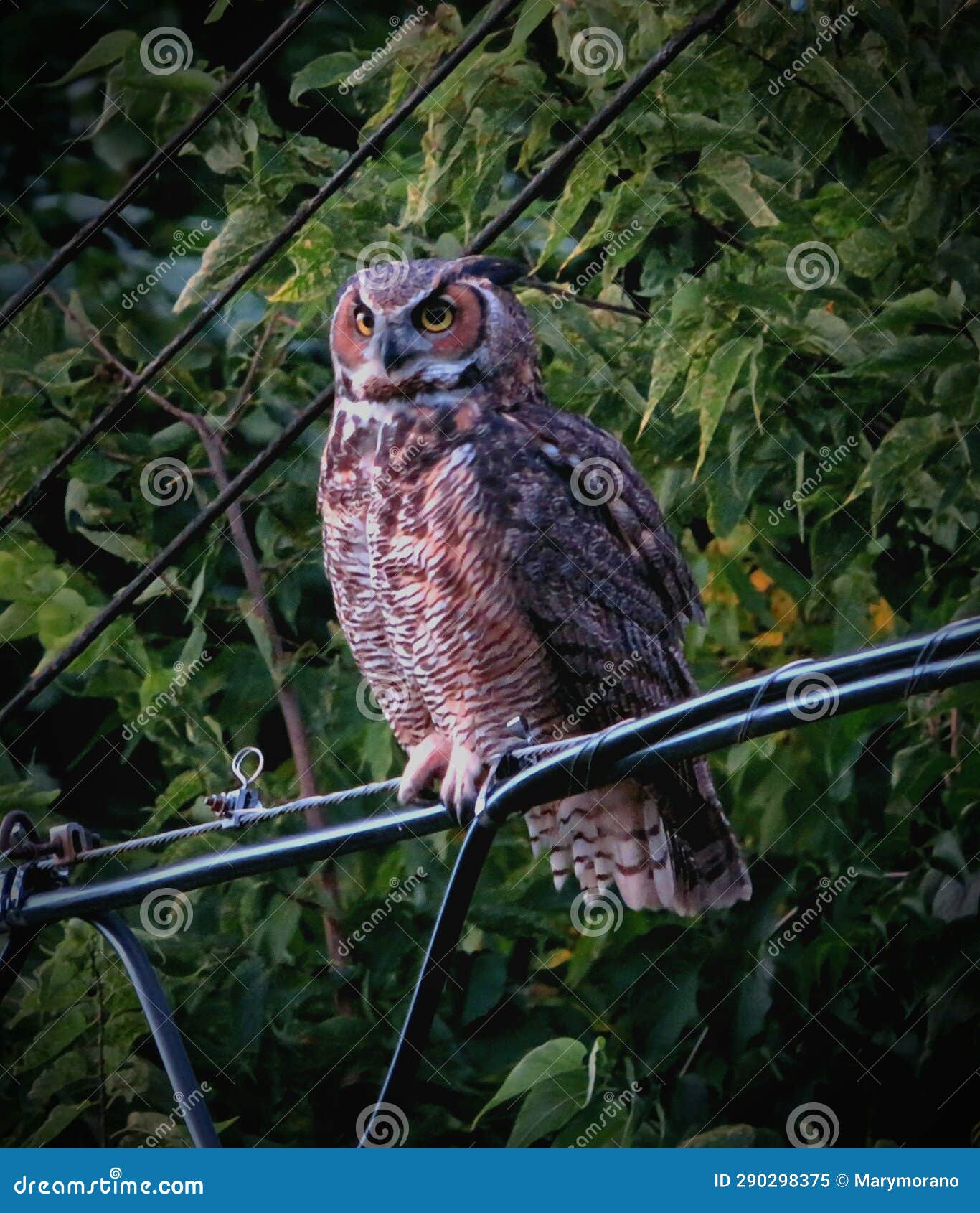 Great Horned Owl Keeping Watch. Wisconsin Stock Image - Image of great ...