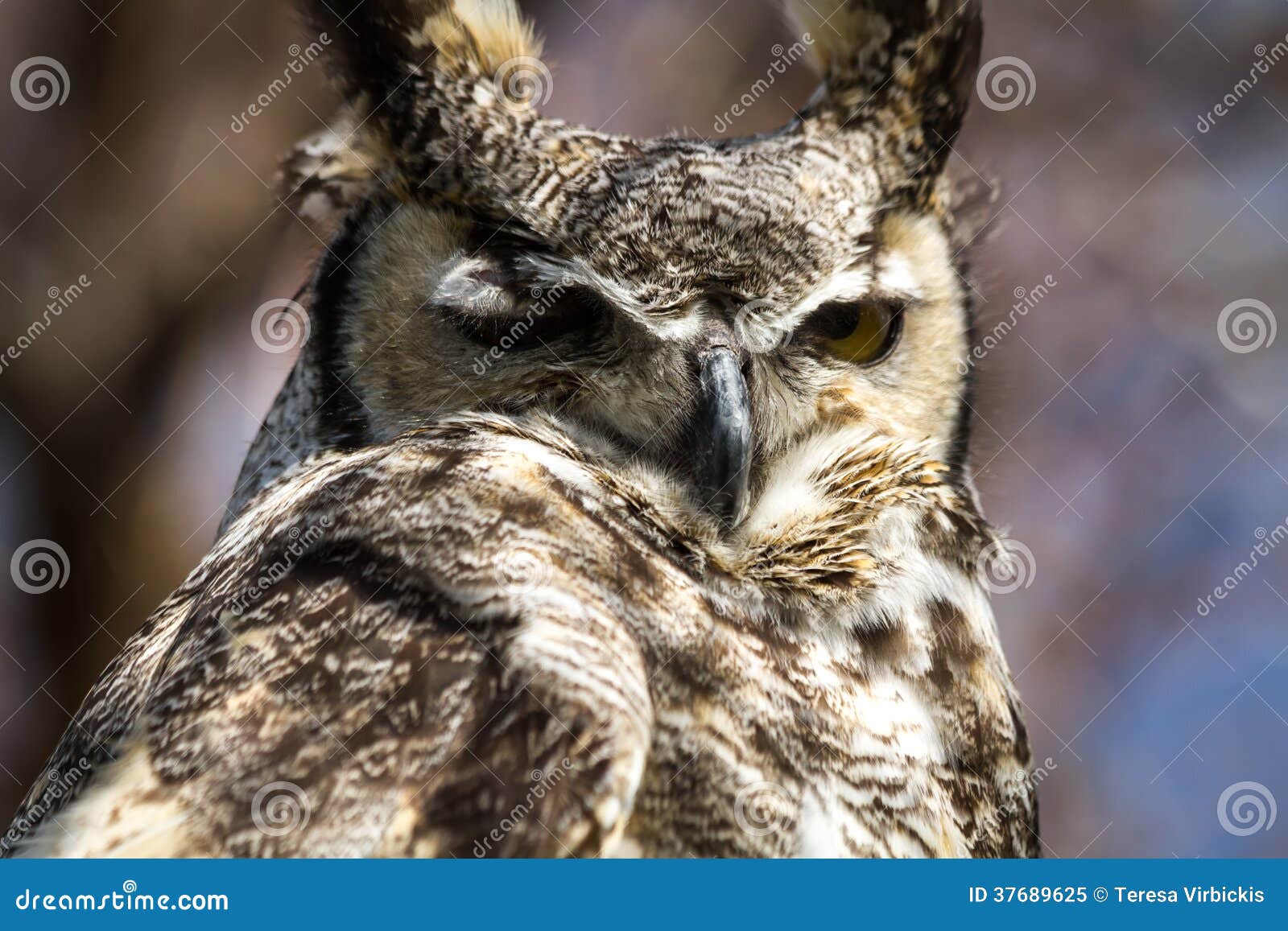Great Horned Owl stock image. Image of feathered, portrait - 37689625