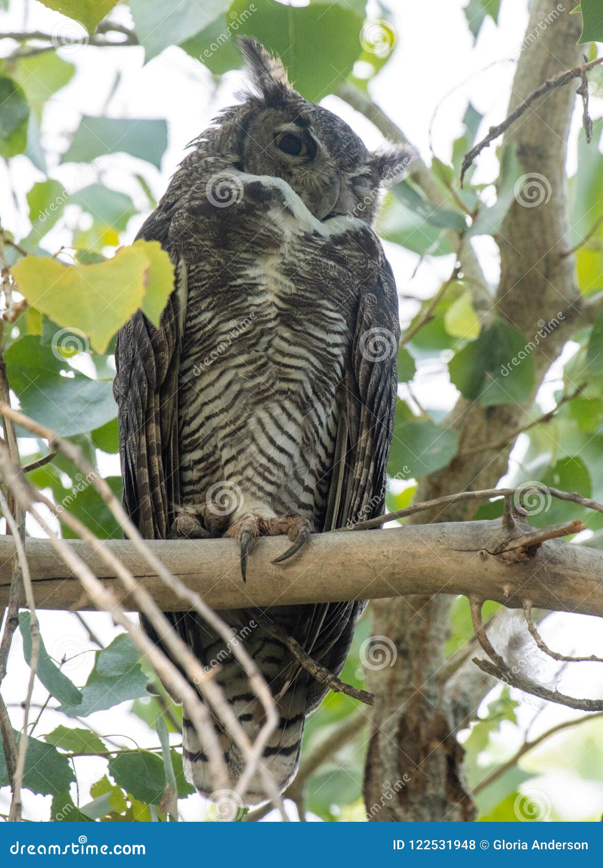 Great Horned Owl Looking Down from a Tree Stock Photo - Image of great ...