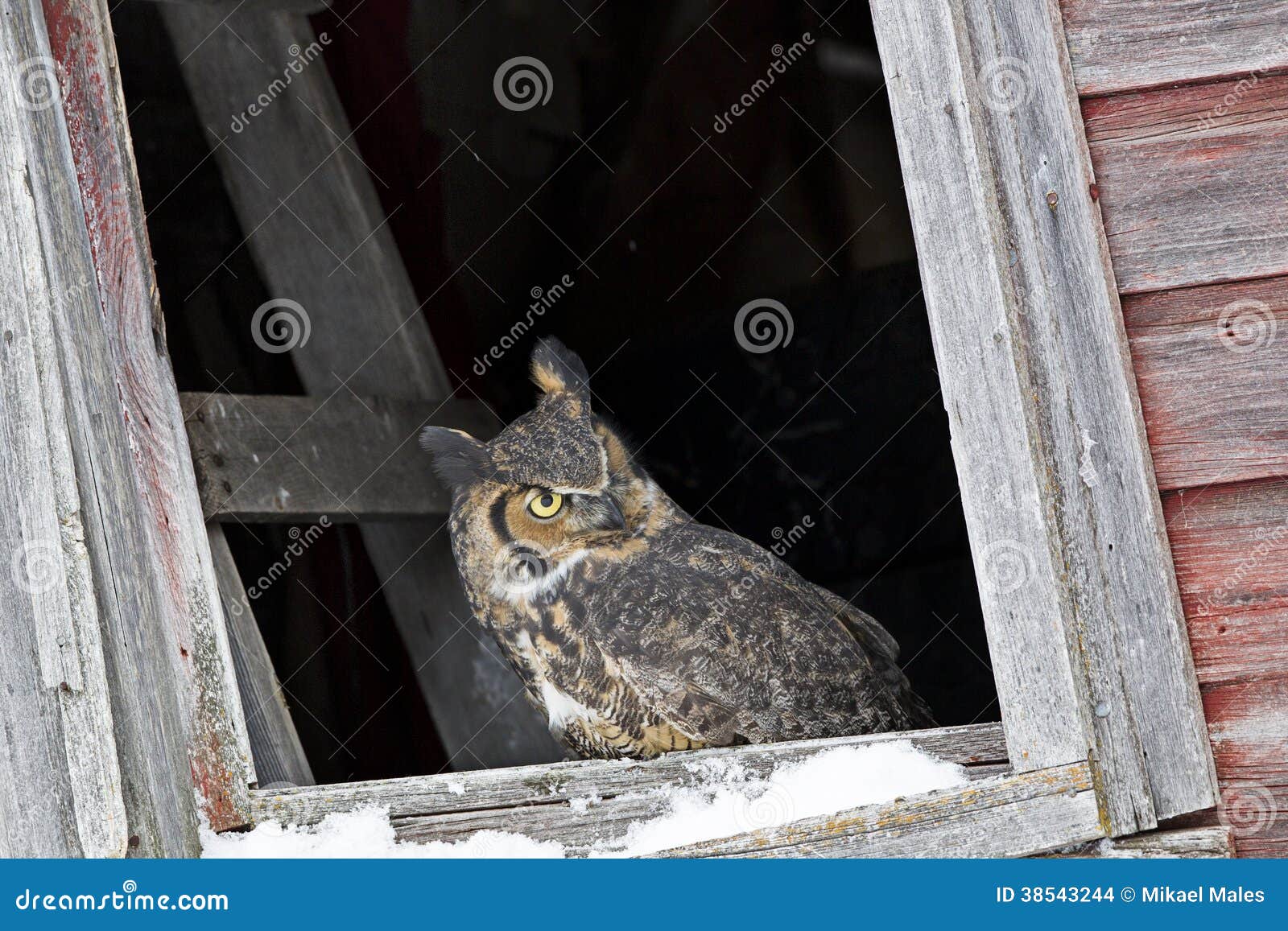 Great Horned Owl Looking Outside of Old Barn Window Stock Photo - Image ...