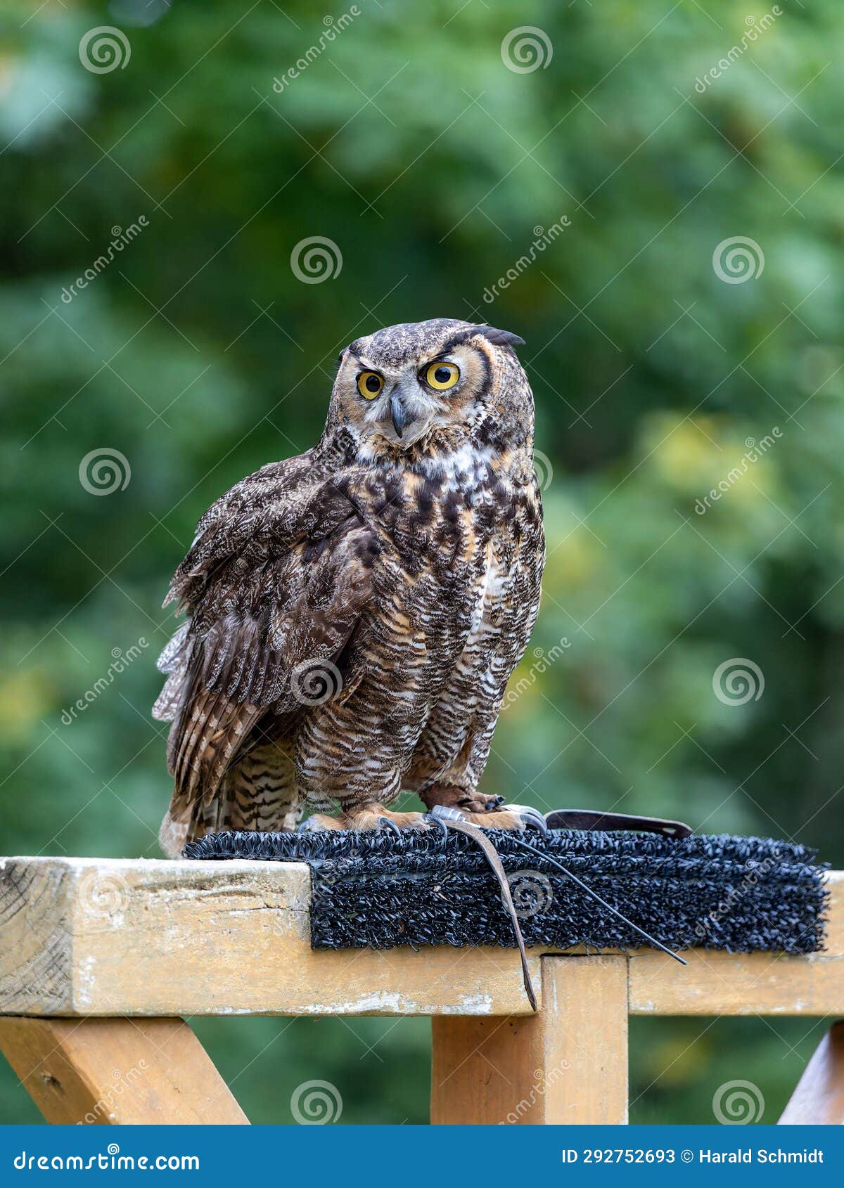 Great Horned Owl Perched on a Fence Stock Image - Image of talon ...