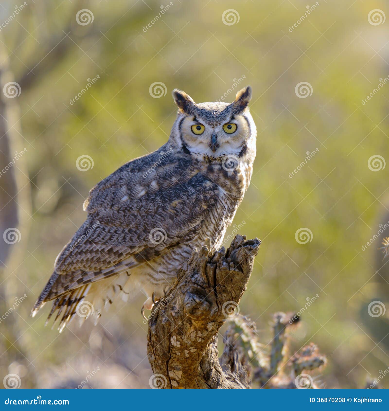 Great Horned Owl With Prey