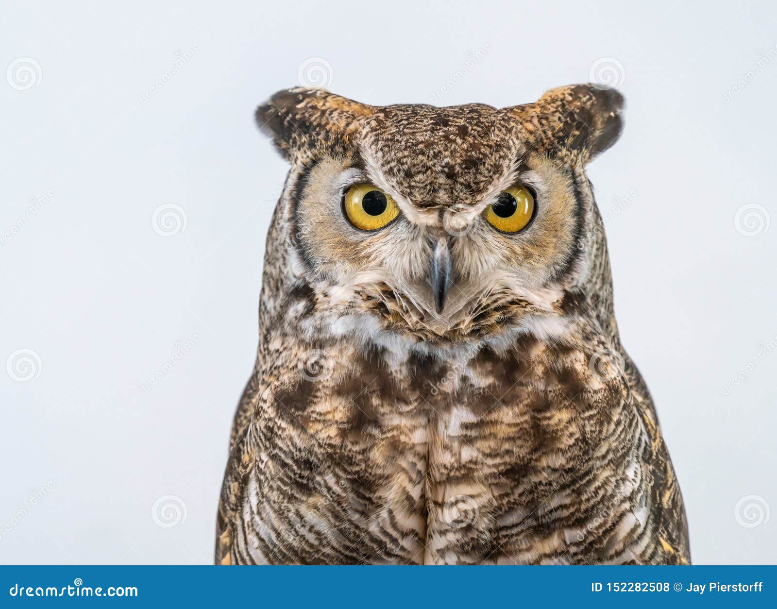 Great Horned Owl on Plain Background Isolated Stock Photo - Image of ...