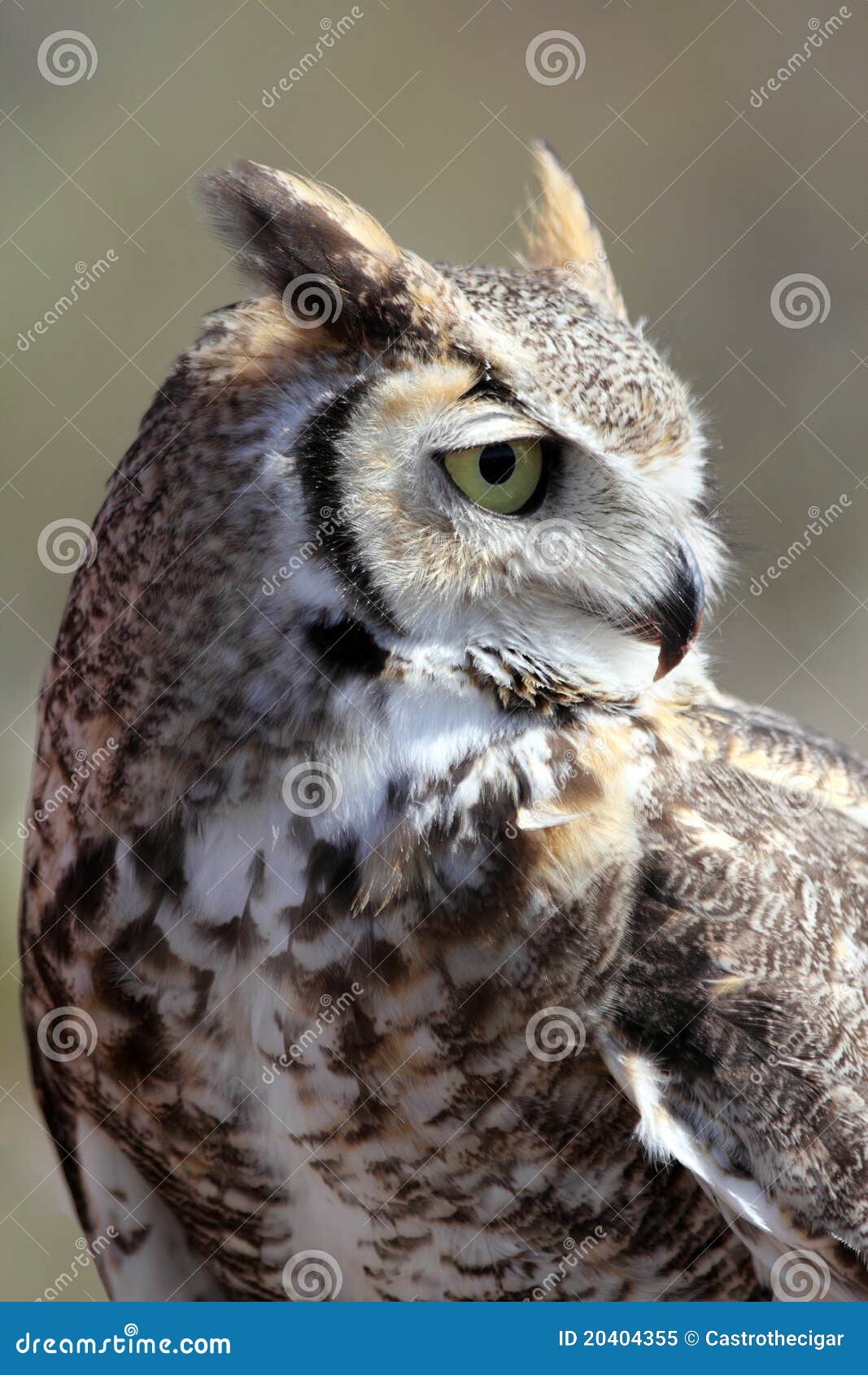 Great Horned Owl Profile stock image. Image of wise, face - 20404355