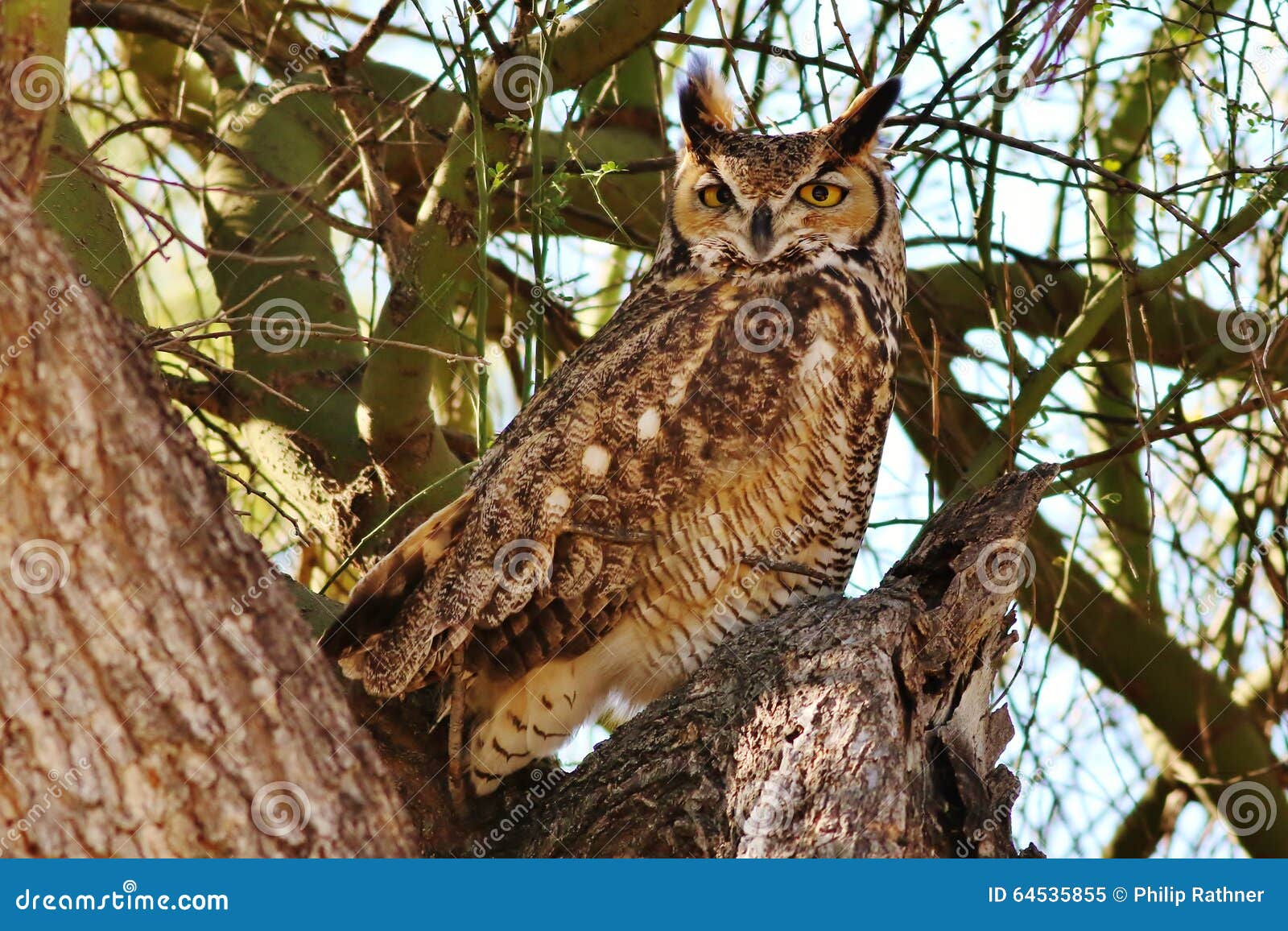 Great Horned Owl stock image. Image of long, birds, relaxing - 64535855