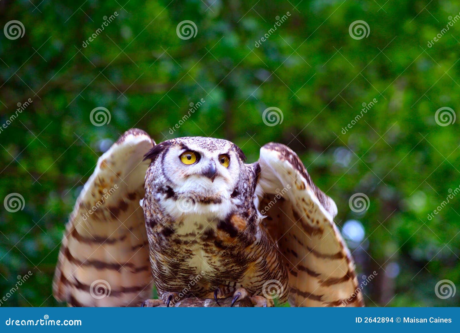 Great Horned Owl Taking Flight Stock Photo - Image of columbia, british ...