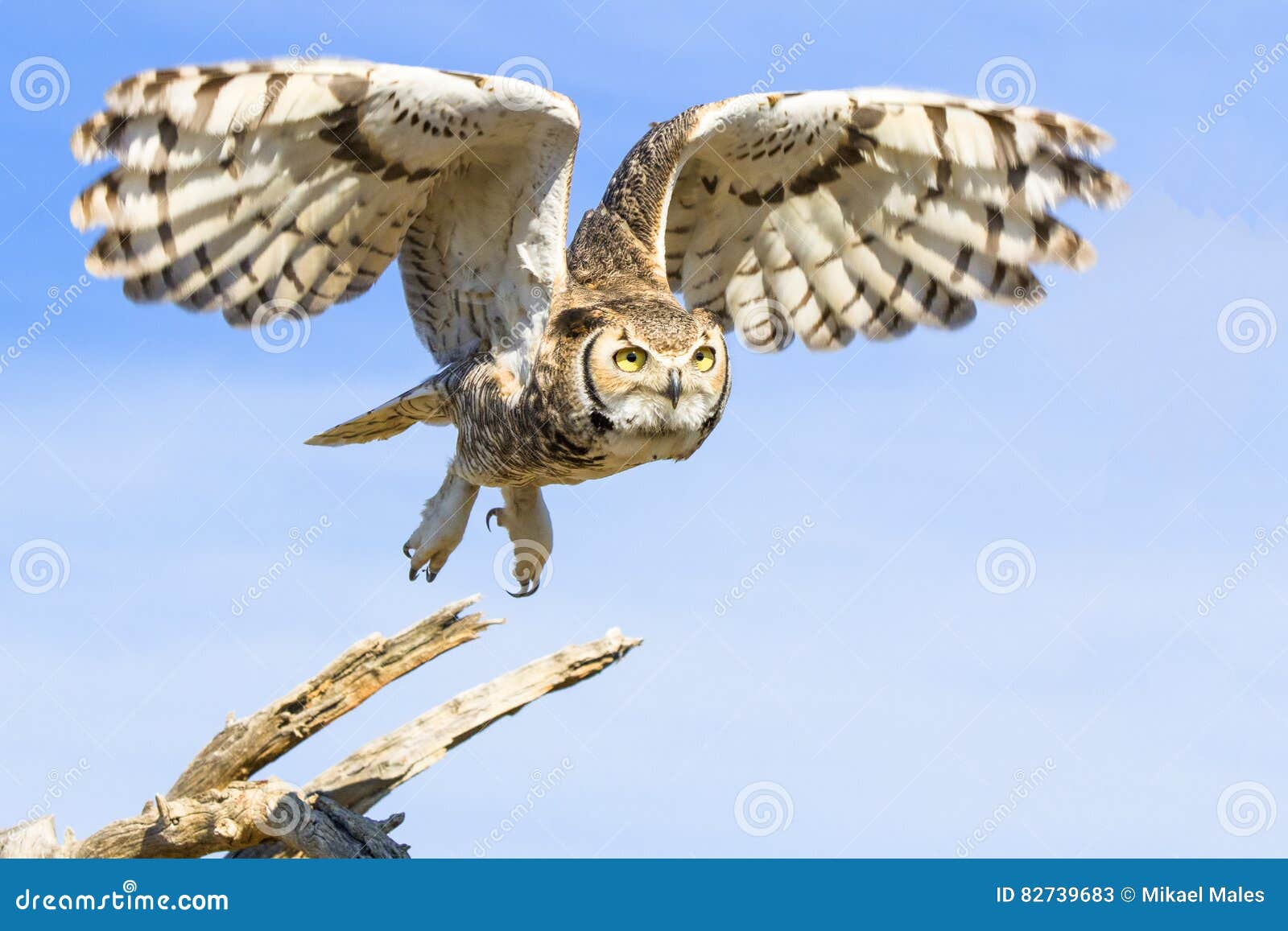 Flying Horned Owl