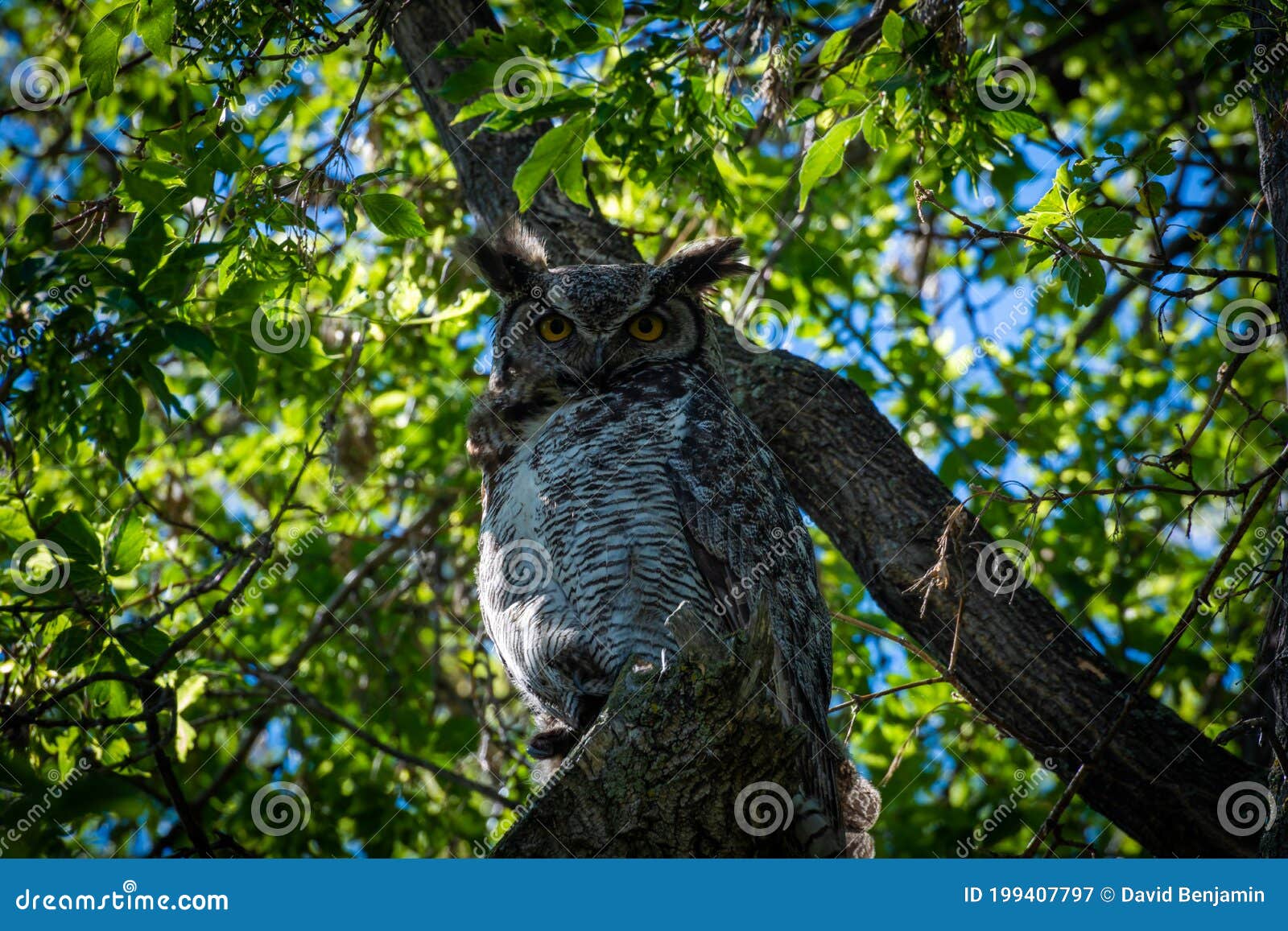 Great Horned Owl in Tree stock image. Image of darkness - 199407797