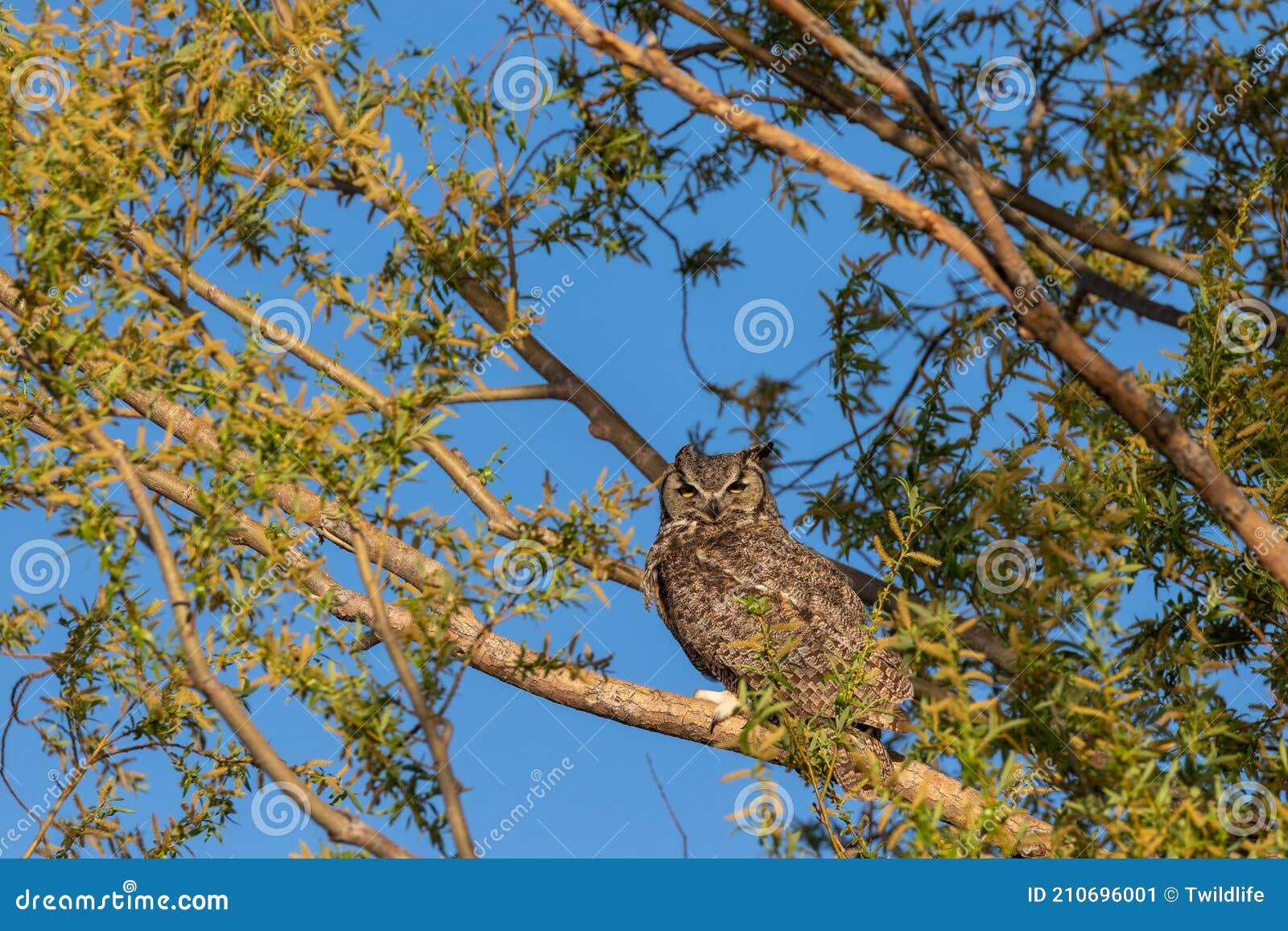 Great Horned Owl in Tree stock image. Image of raptor - 210696001