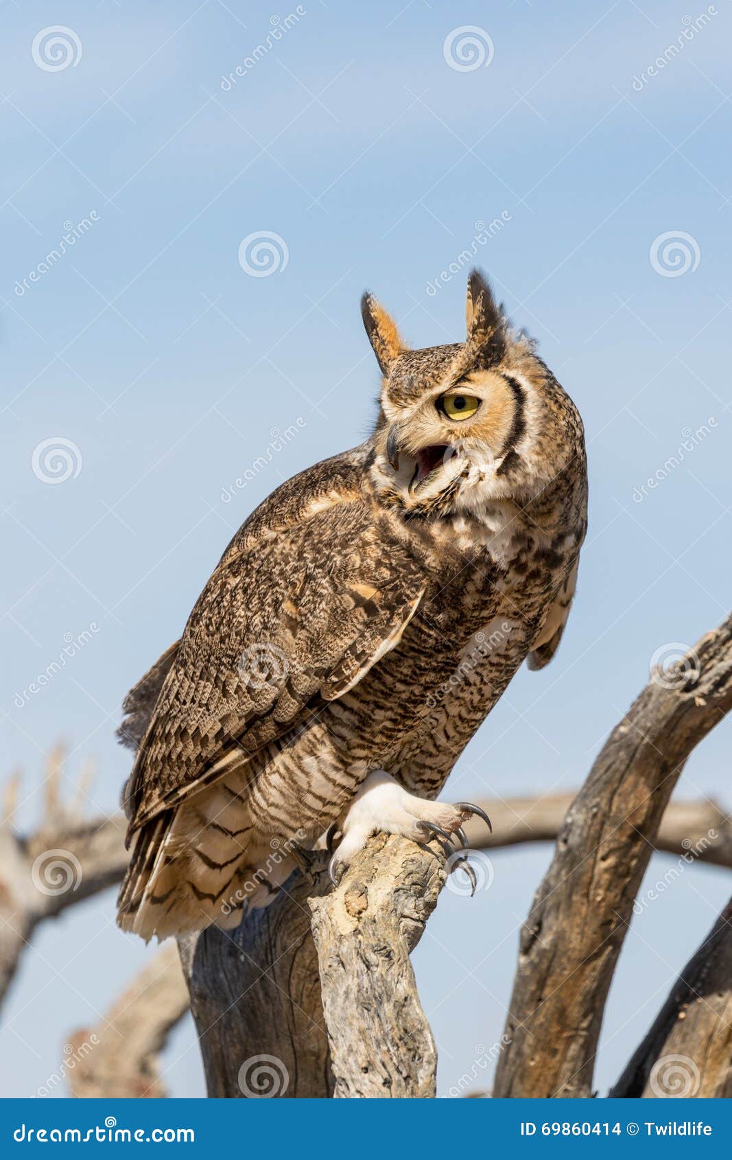 Great Horned Owl in Tree stock photo. Image of bird, tree - 69860414