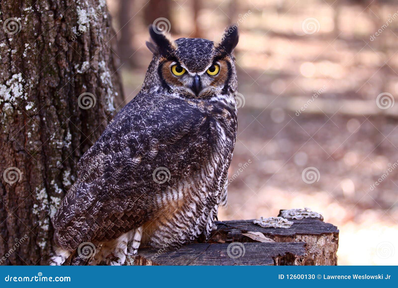 Great Horned Owl on a Tree Stump Stock Photo - Image of branch, beak ...