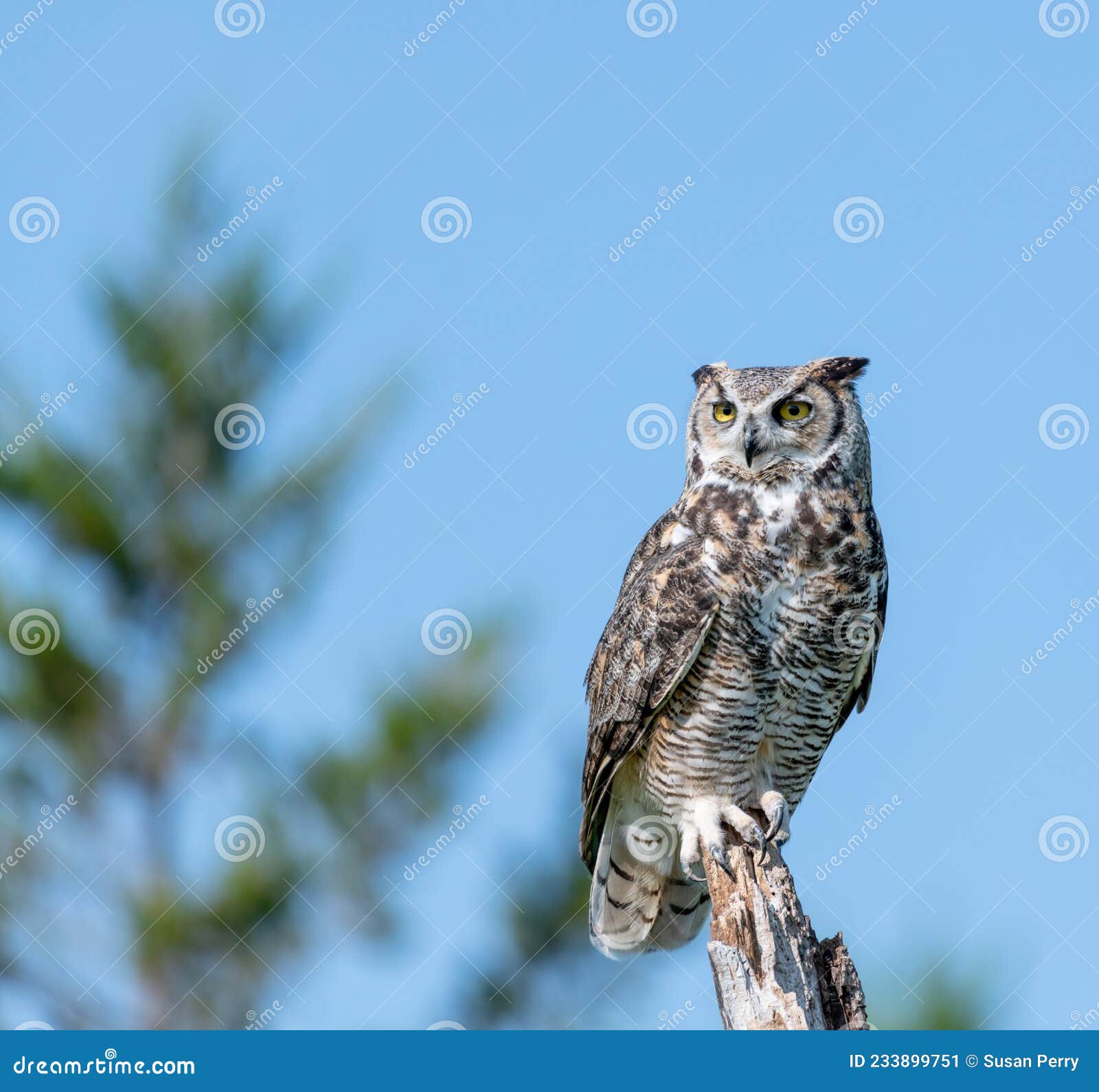 Great Horned Owl on a Tree Stump Stock Image - Image of hawk, wing ...