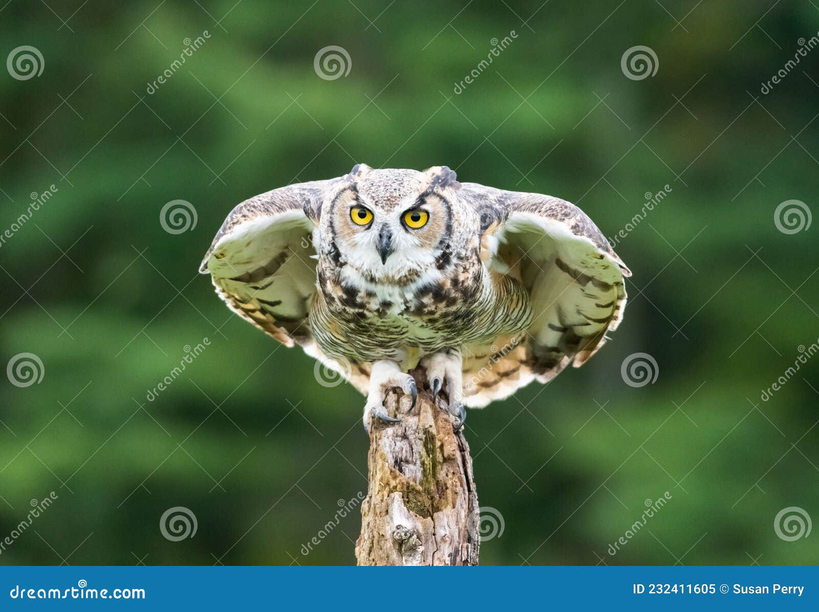 Great Horned Owl on Tree Stump Stock Image - Image of nature, bird ...