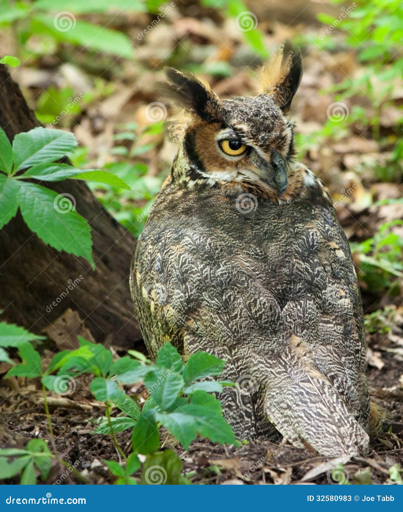 Great Horned Owl stock image. Image of horned, tail, great - 32580983