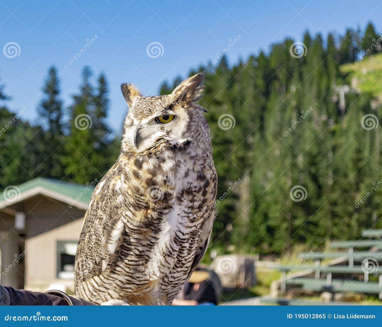 Great Horned Owl in Vancouver, BC Canada Stock Image - Image of bird ...