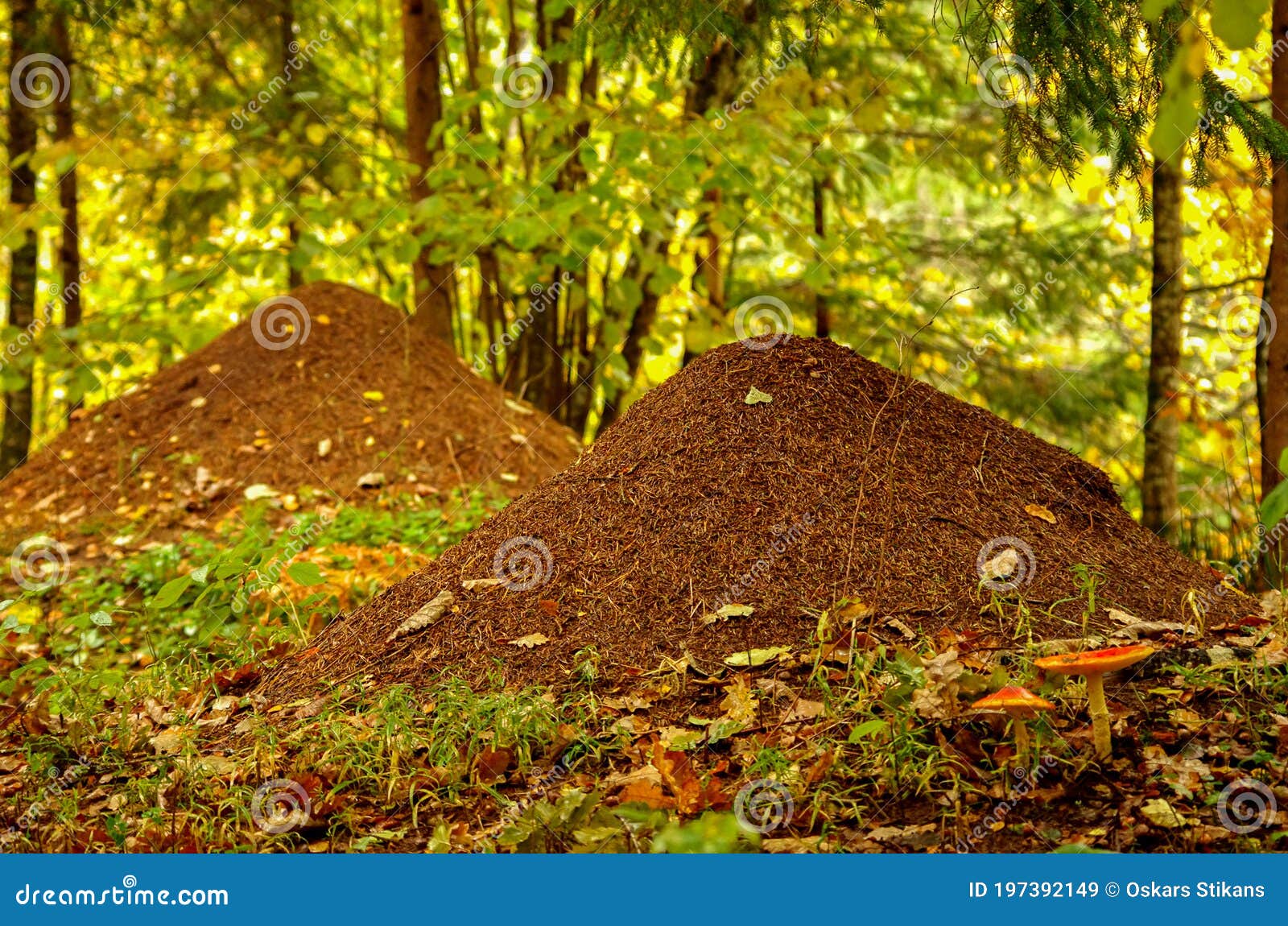 Forest Ants Team Carry Out Their Work In An Anthill. A Perfect Example ...