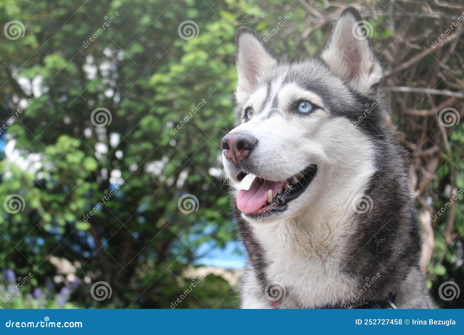 Great husky look stock photo. Image of terrier, sports - 252727458