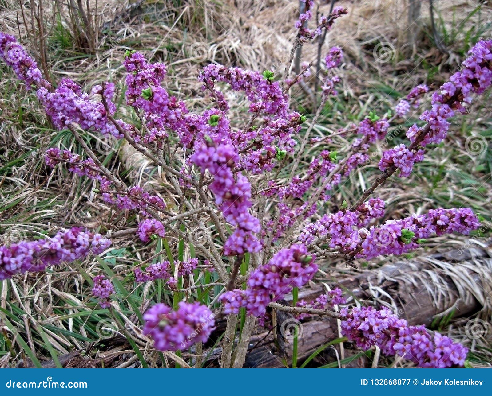 Shrub Blooming in the Spring Forest. Stock Image - Image of beginning ...