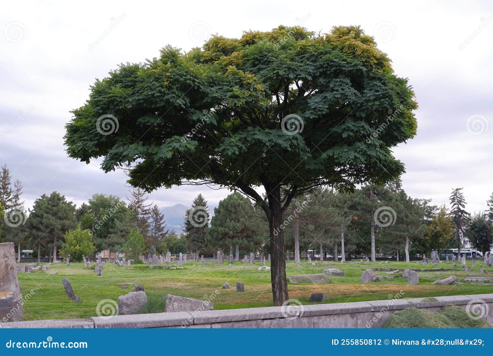 Great imposing tree stock photo. Image of evergreen - 255850812