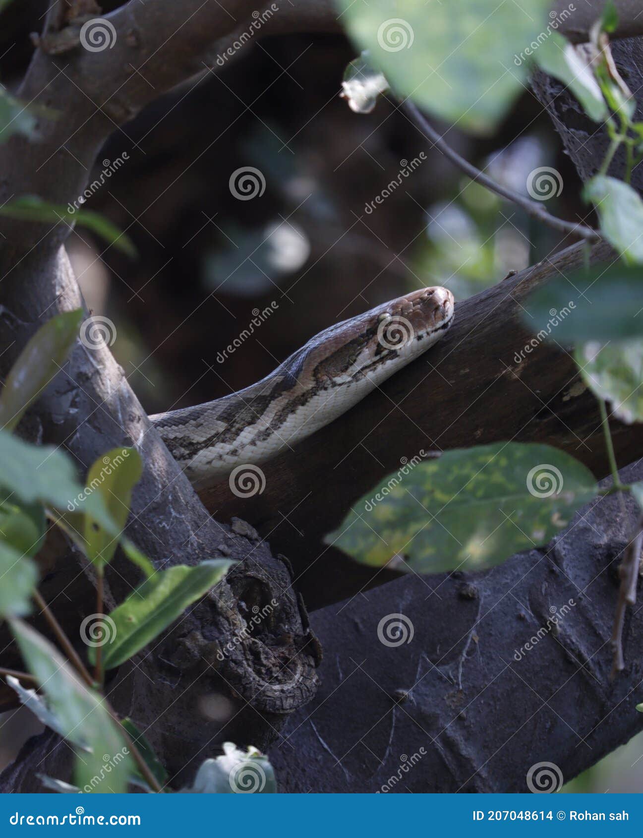 The great Indian python stock photo. Image of indian - 207048614
